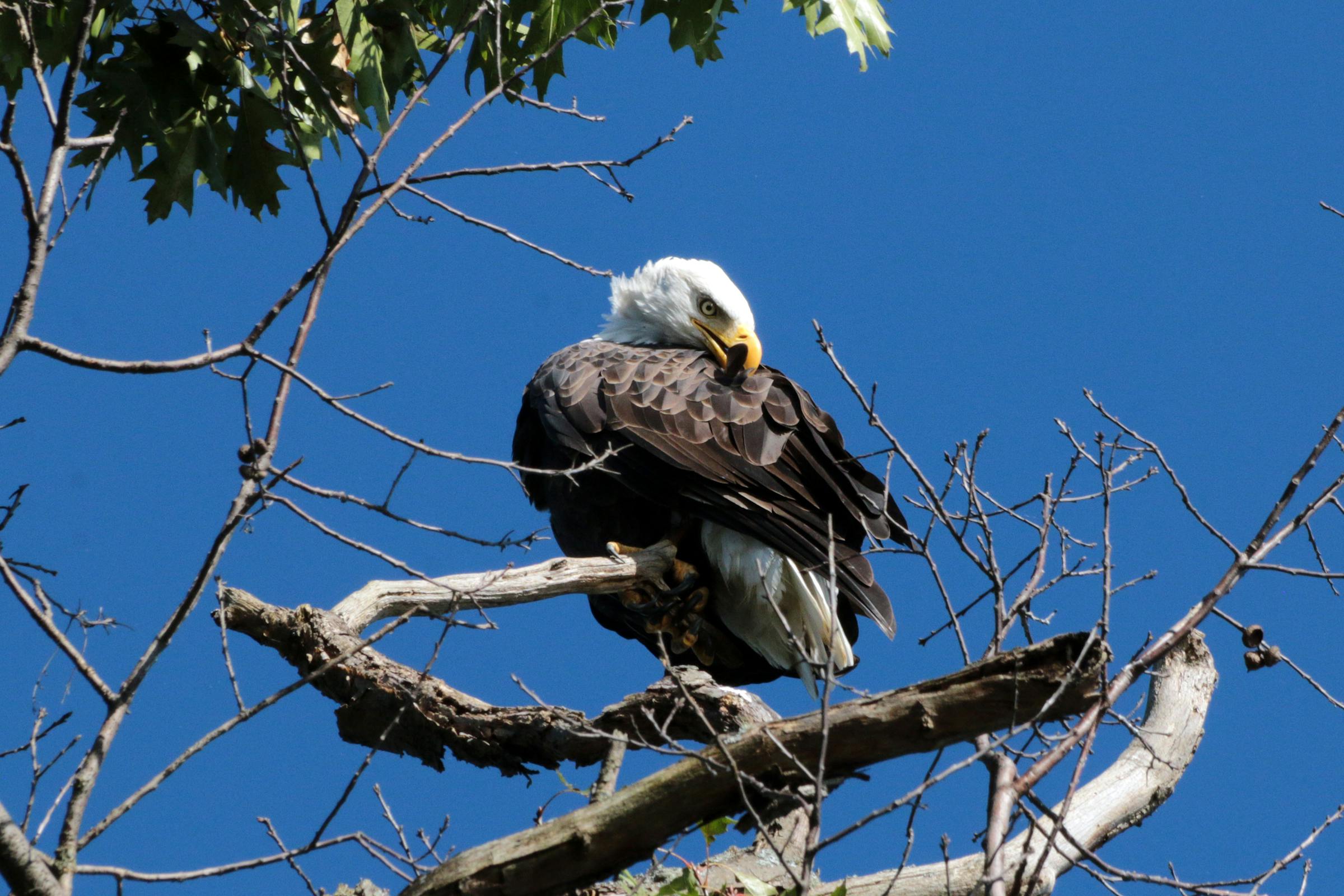 Birds hygiene is a top priority to keep their weathers in working order.