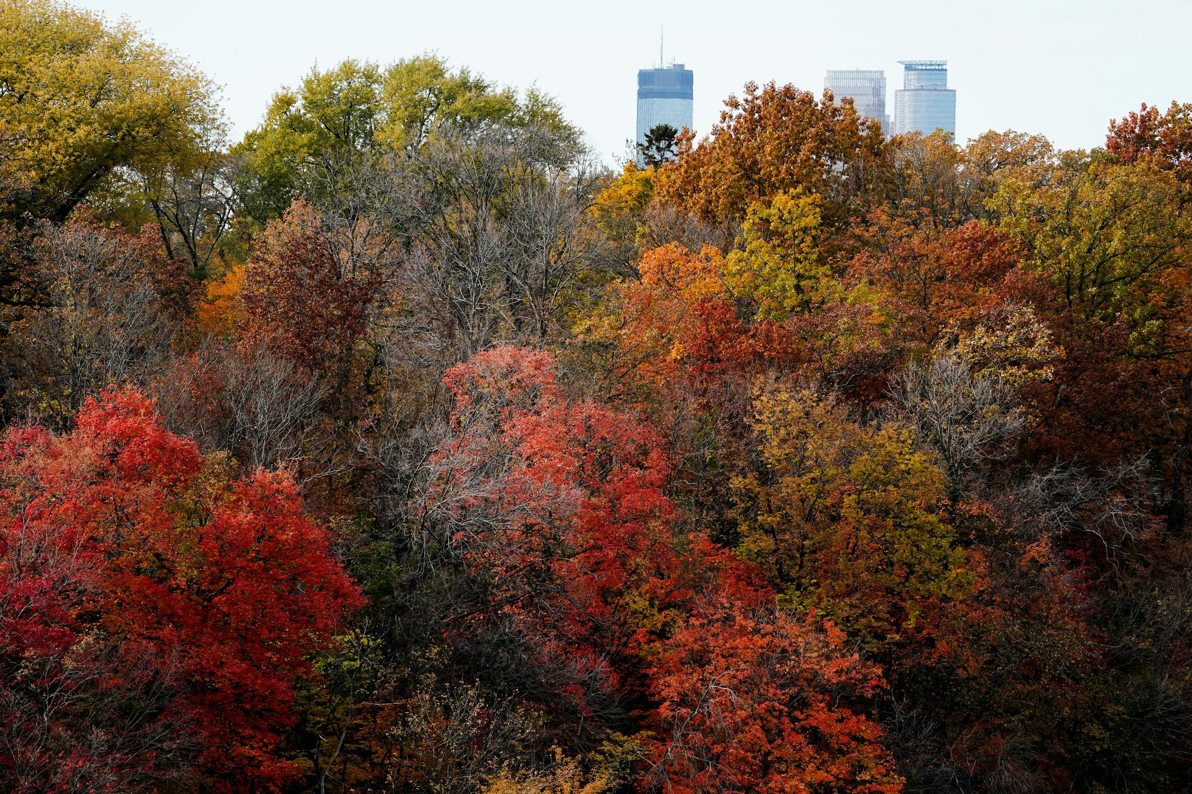 Fall colors light up the Twin Cities this week as we bid farewell to autumn