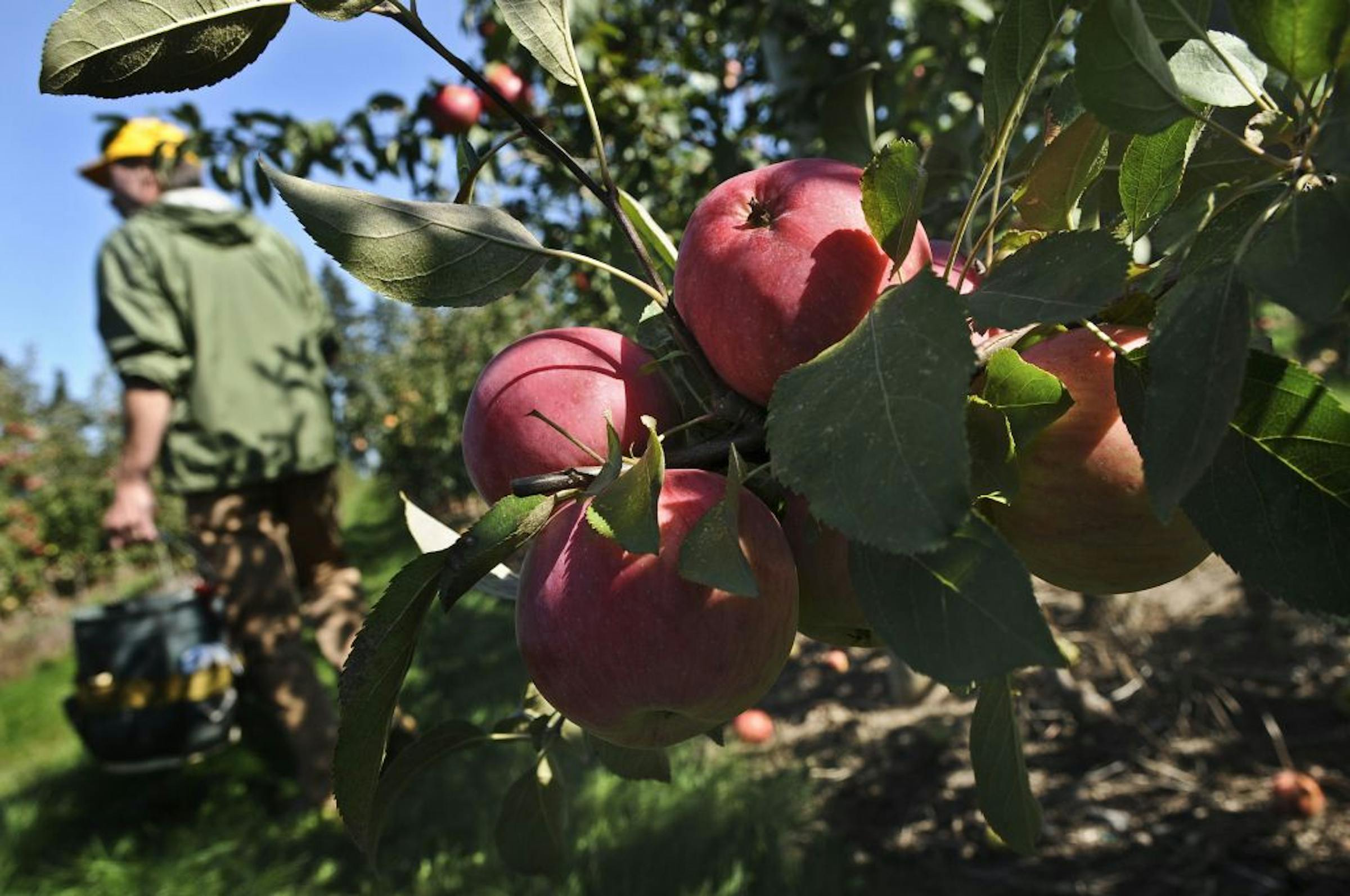 Picky apple picking