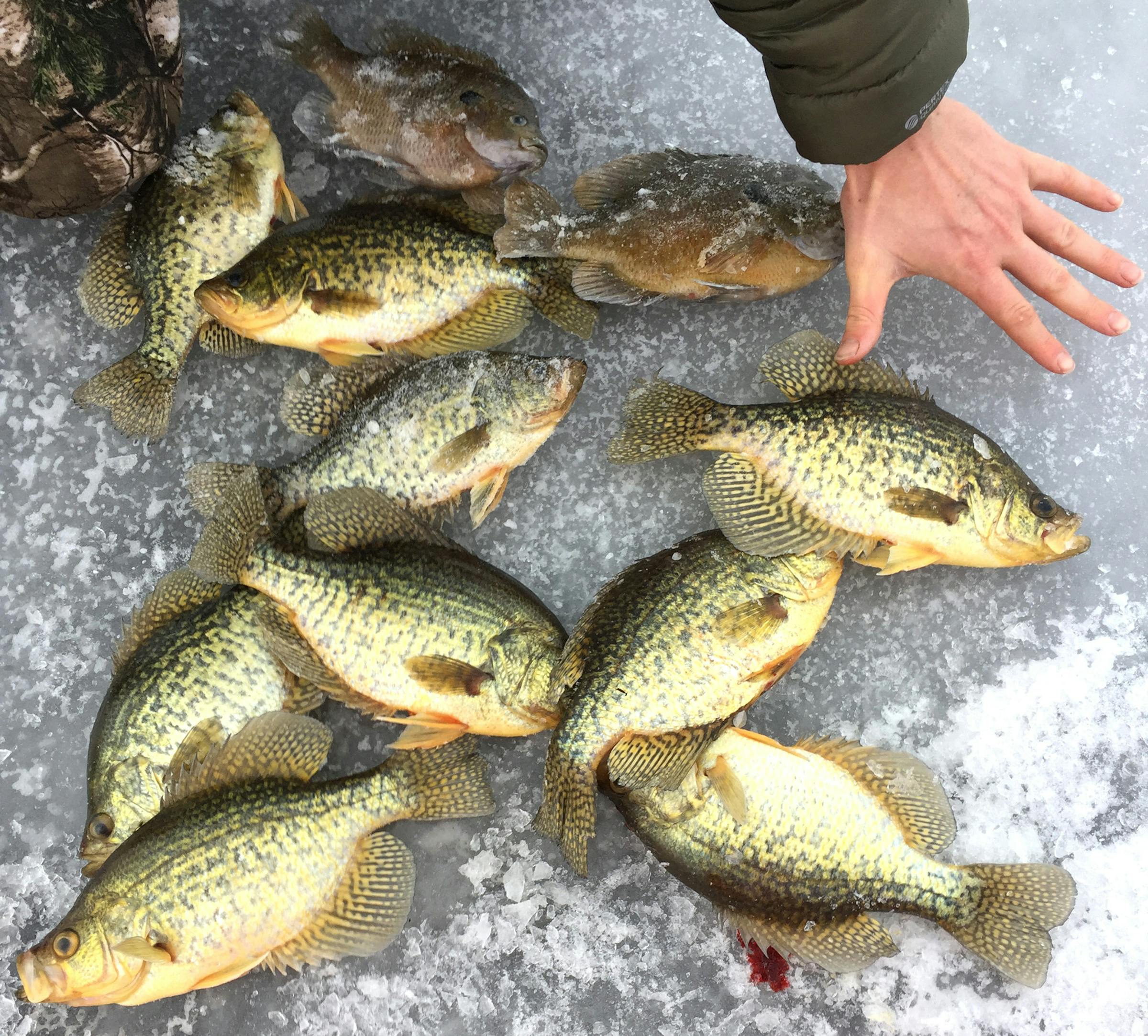 Minnesota looks to tighten fishing rules on beloved crappies, sunnies