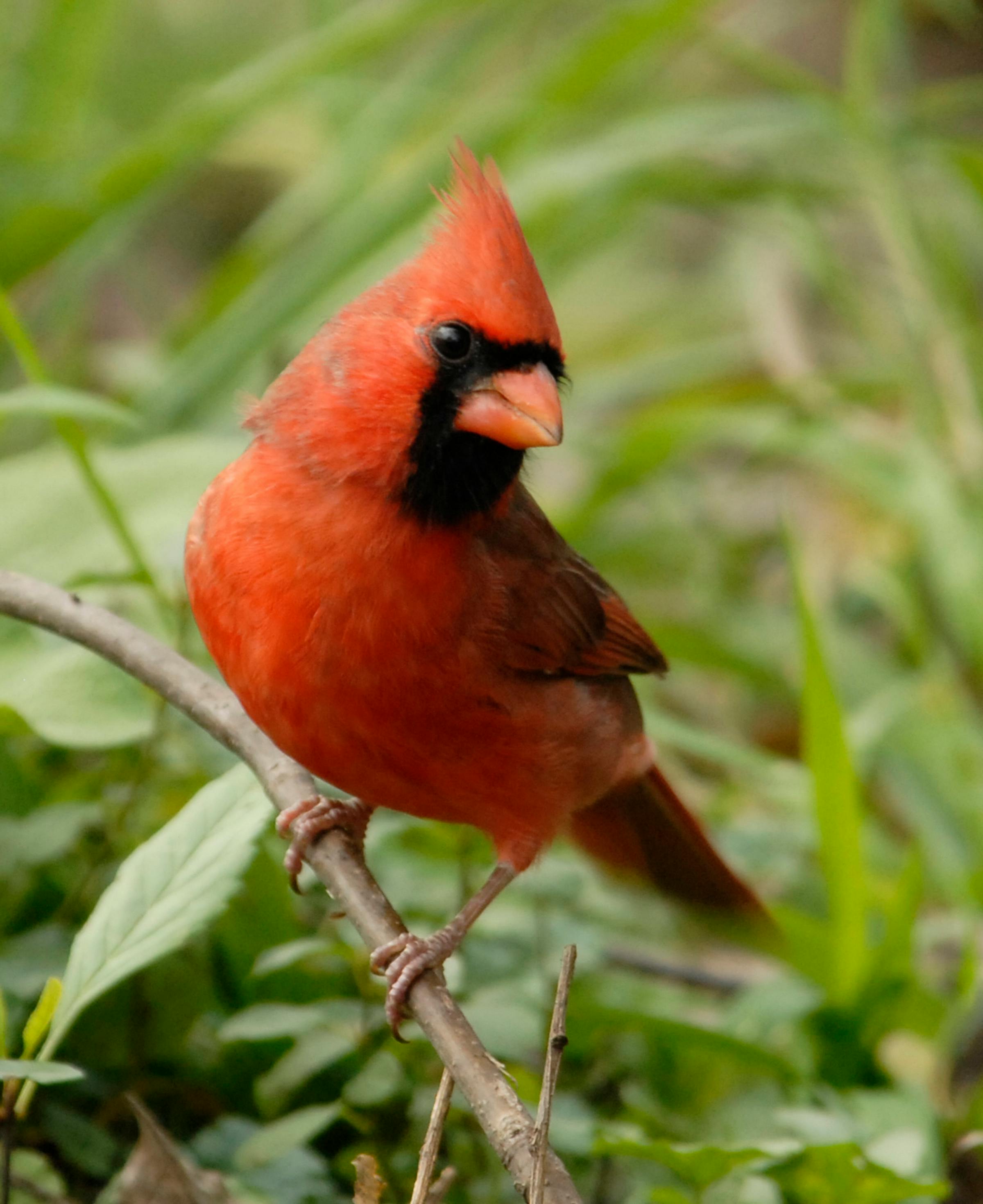 Crestfallen cardinal will regrow feathers