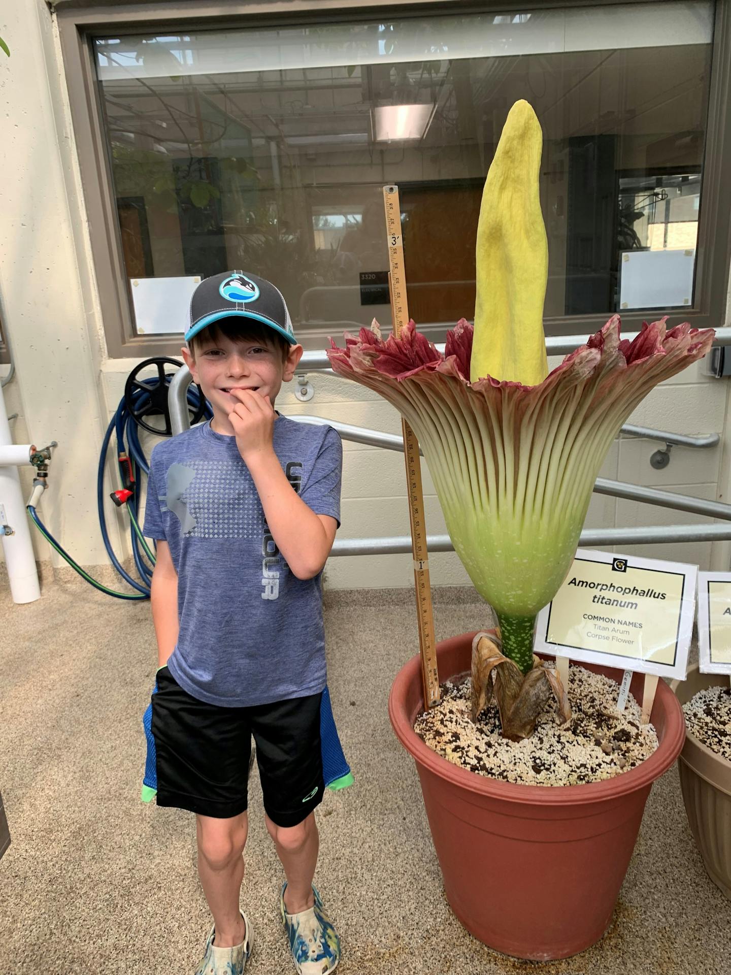 Fishy-smelling corpse flower blooms at Gustavus Adolphus College