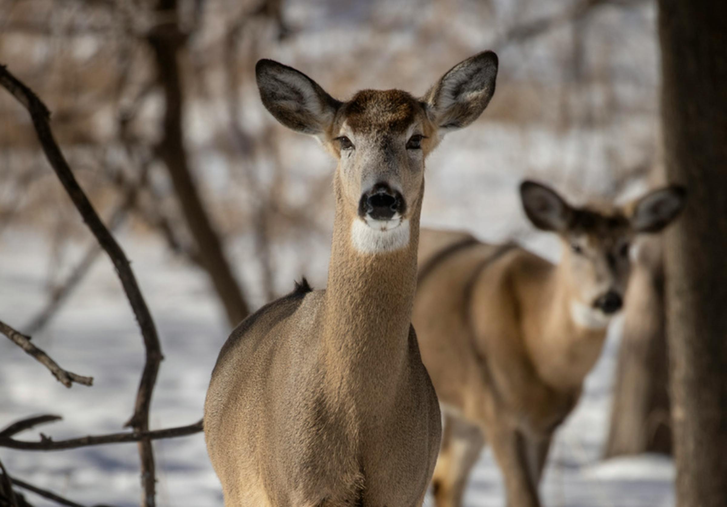 Wisconsin firearms deer harvest by hunters takes a dive, too