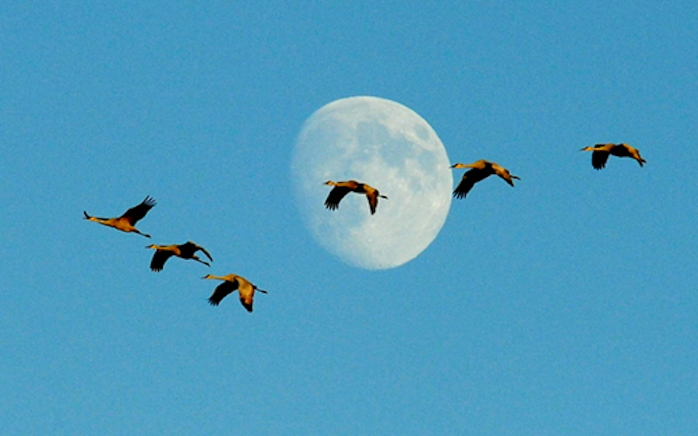 Glacial Ridge NWR: Great place for fall visit