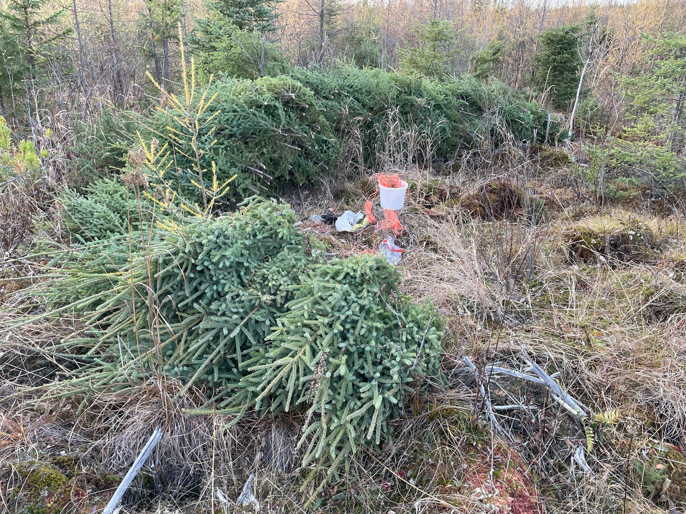 Officers cite people for illegally harvesting evergreens for holiday ...