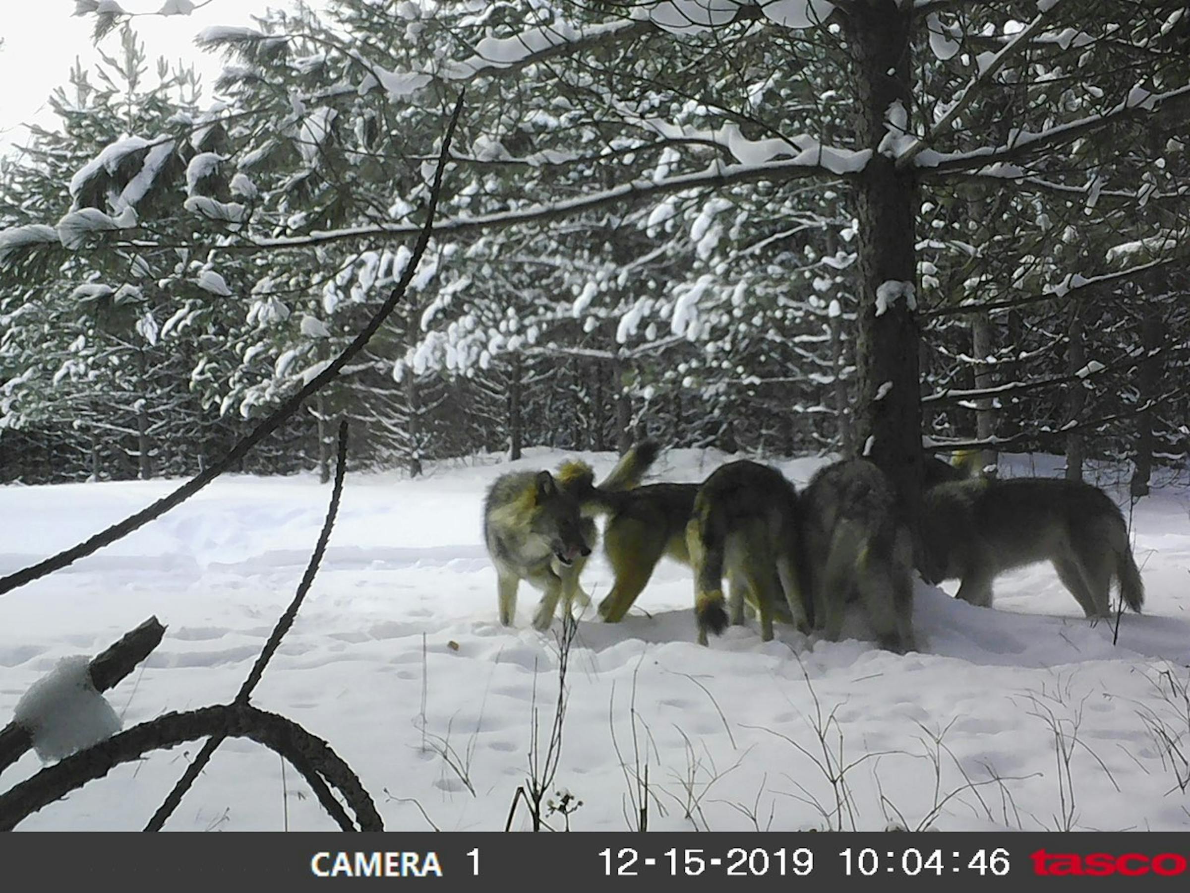 The DNR needs to act as wolves decimate deer in northeast Minnesota