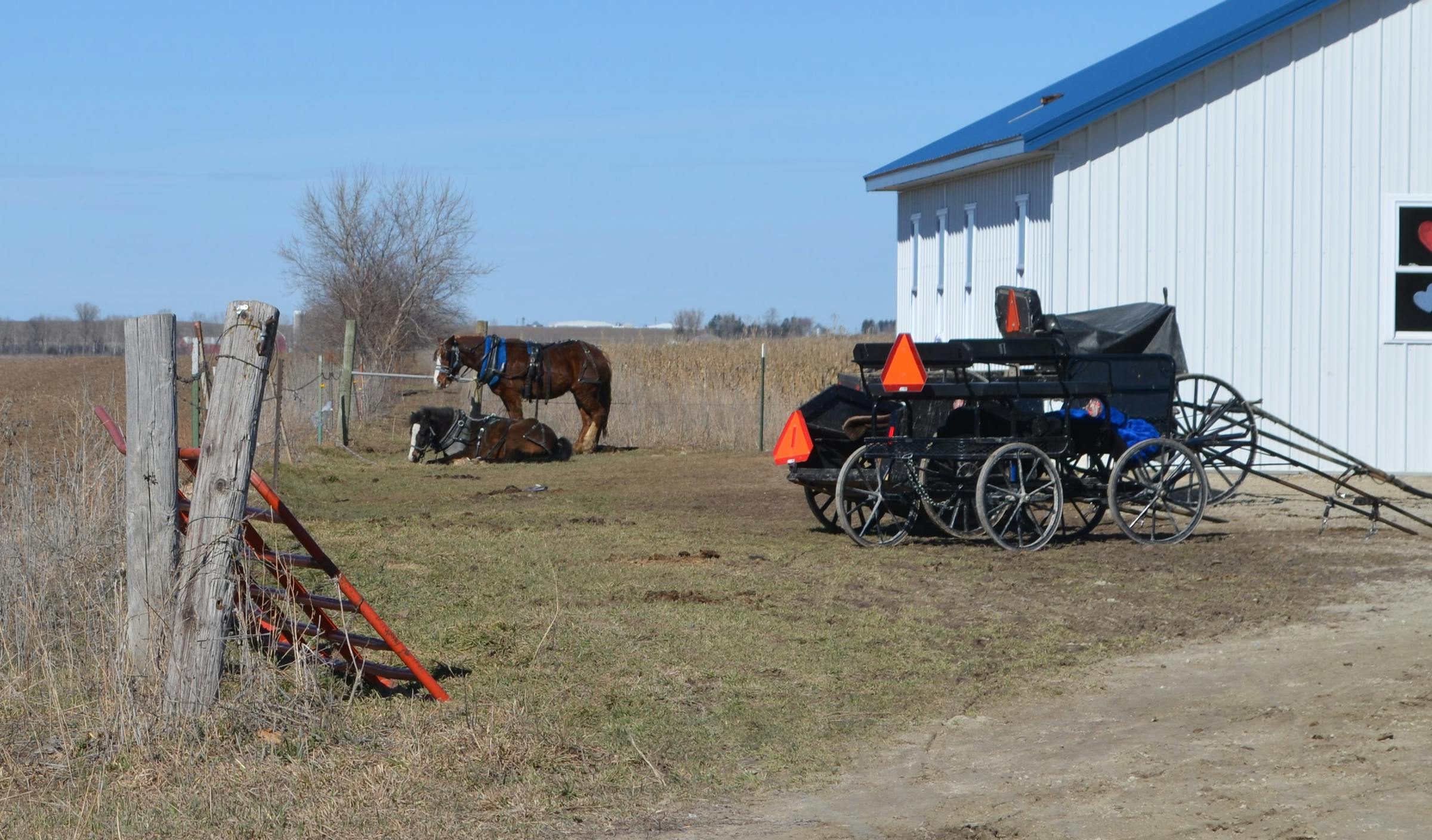 It’s Amish vs. animal lovers as Winona County cracks down on dog breeding