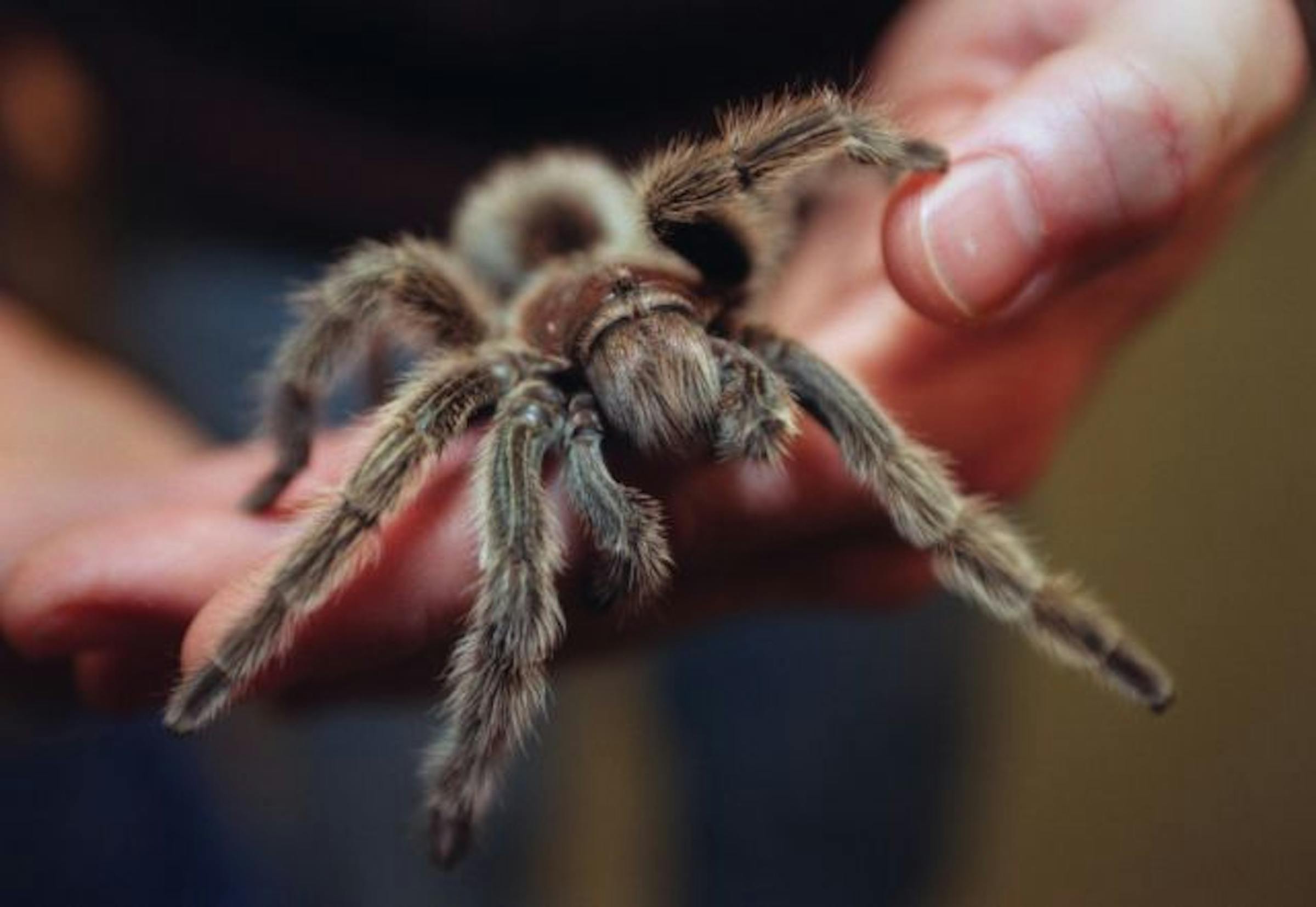 Brooks: Tarantula and assault charges fly in Hennepin County Board race