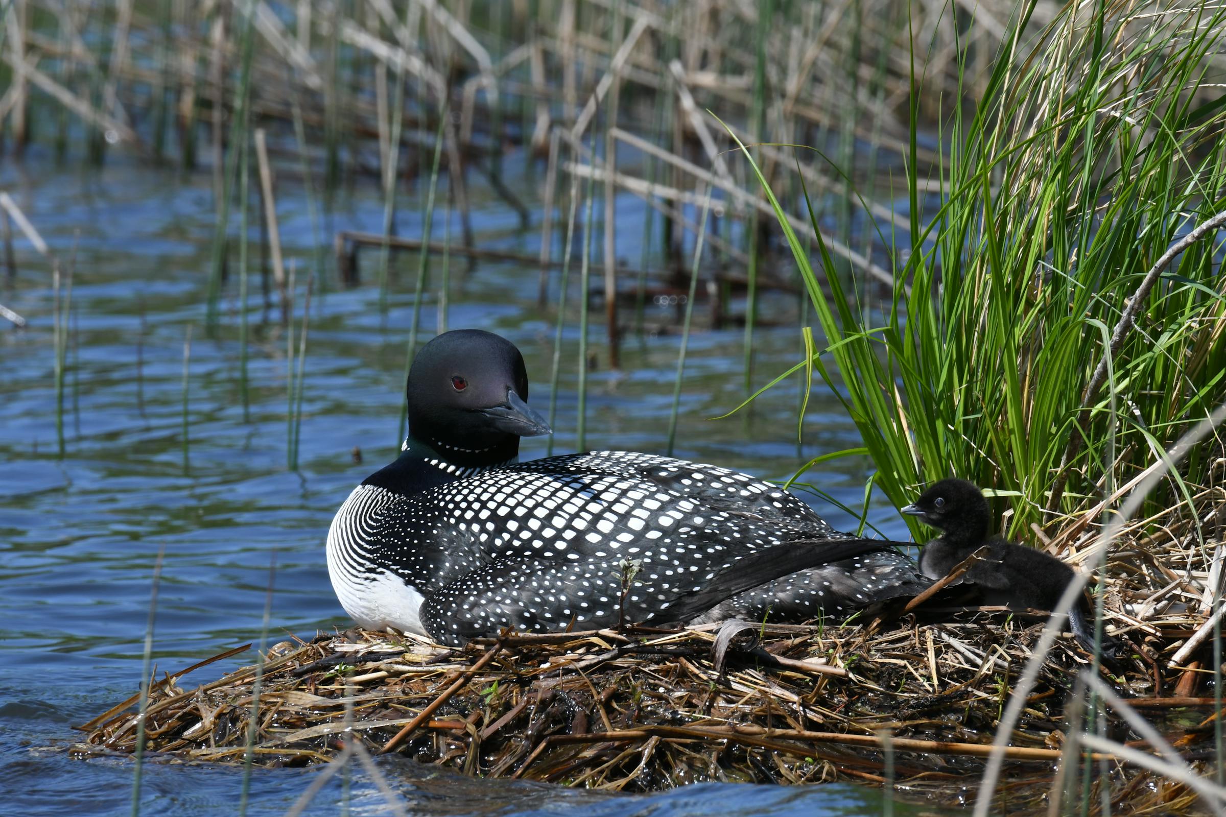 Minnesota photographer wins loon photo contest