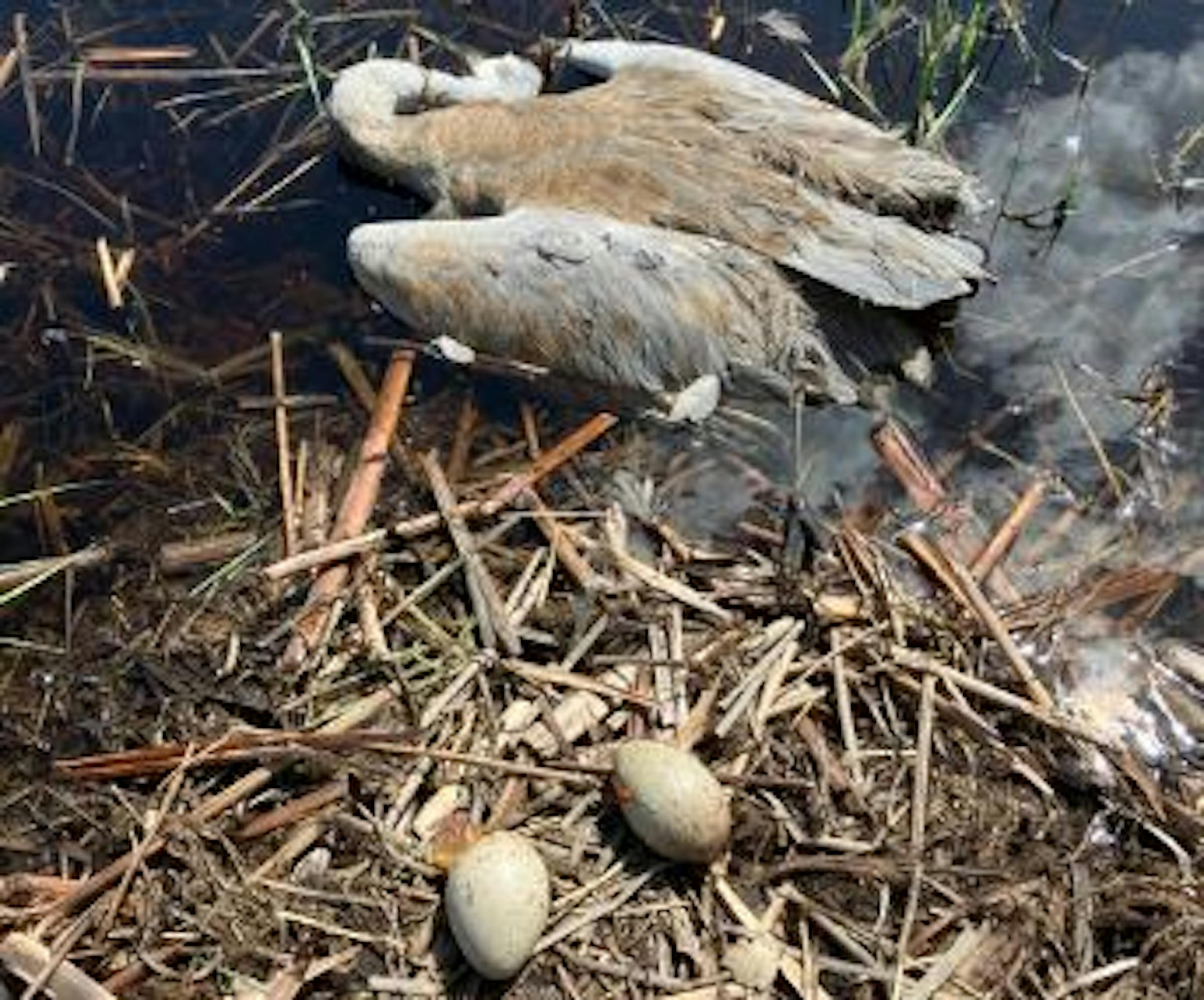 Protected wild bird shot, killed while nesting eggs in central Minnesota