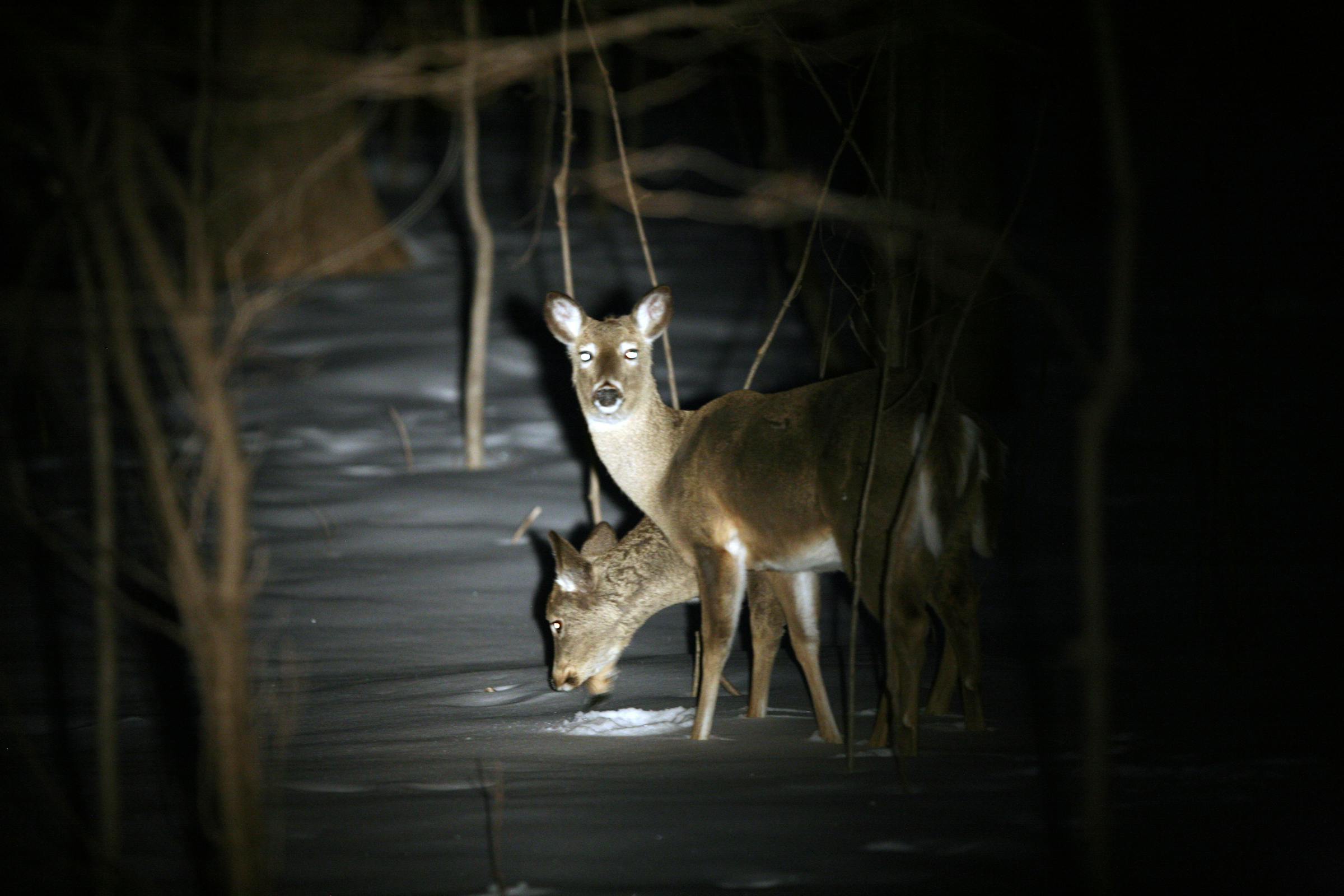 Deer shining at a crossroads?