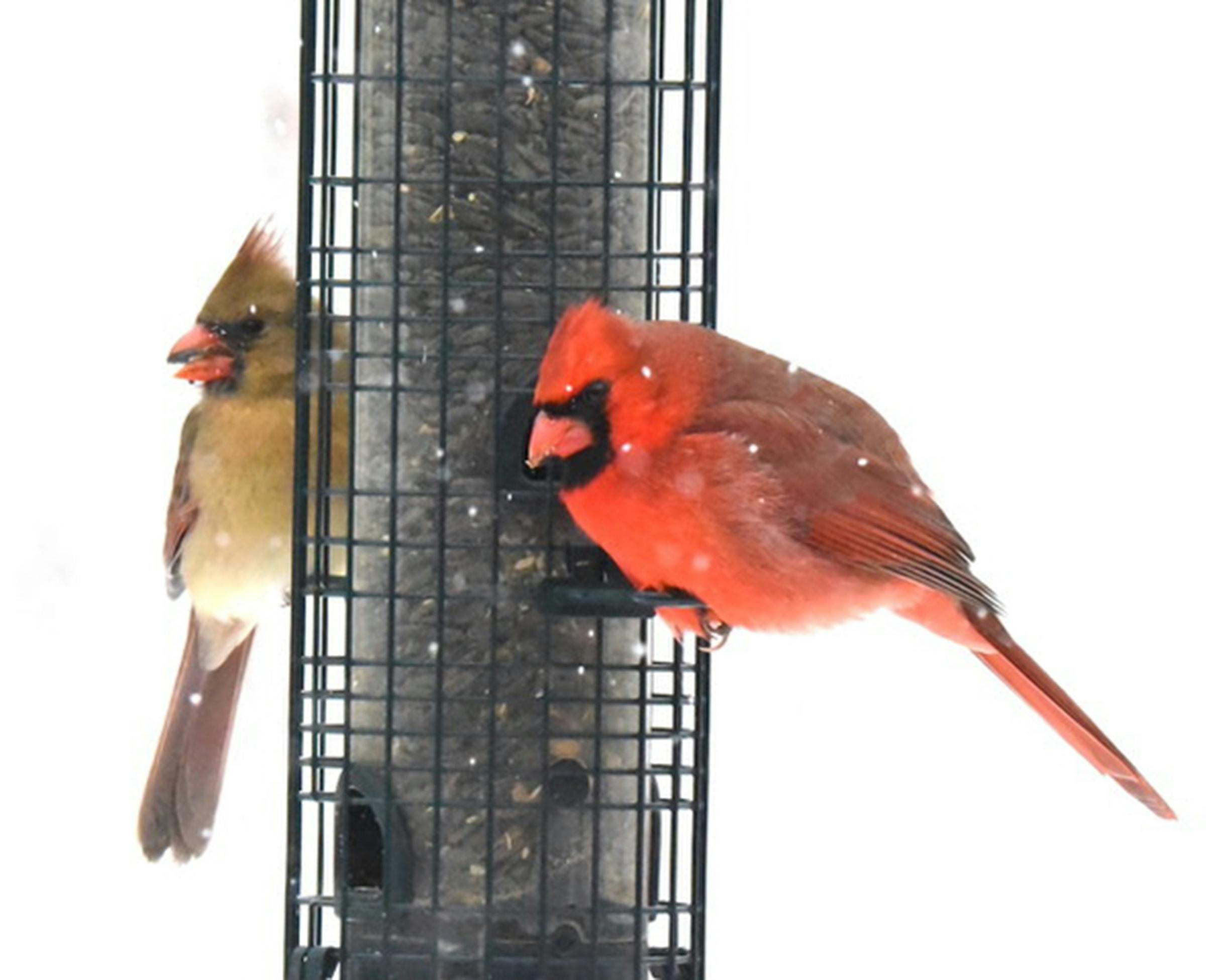 Why do male cardinals start singing in mid-winter? It's never too soon ...