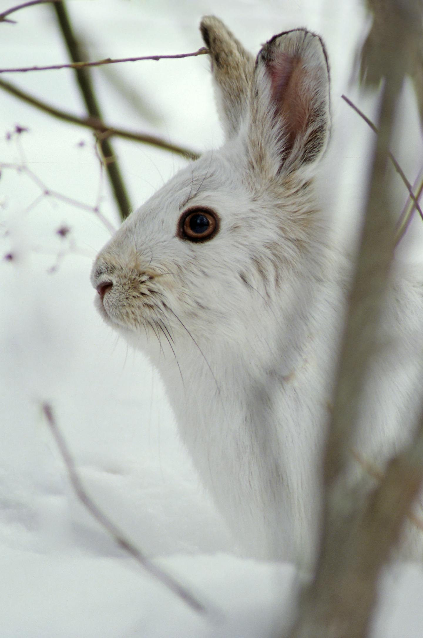 Hunting snowshoe hares takes teamwork
