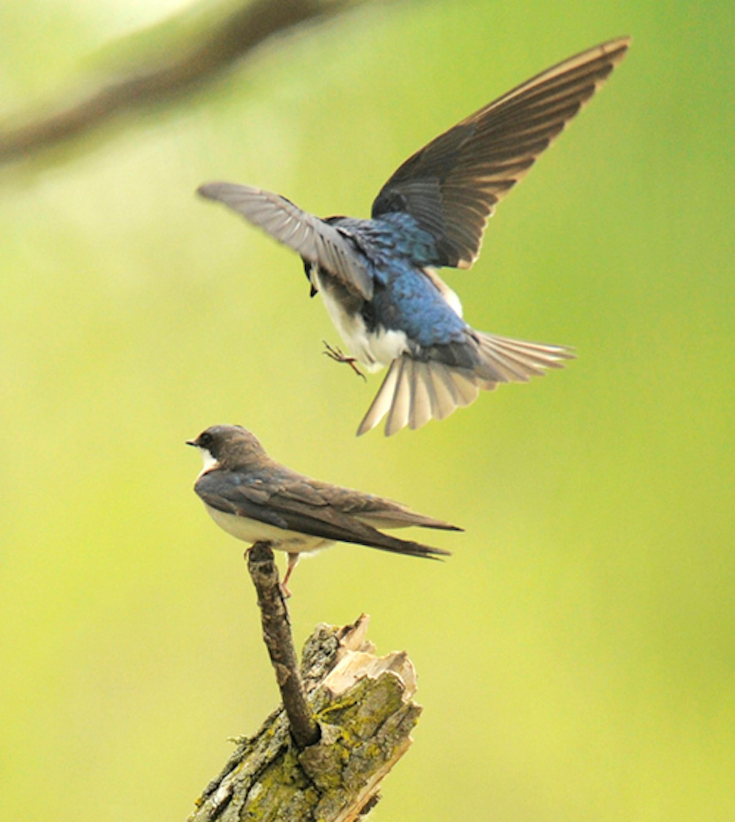 Photos of Tree Swallows mating
