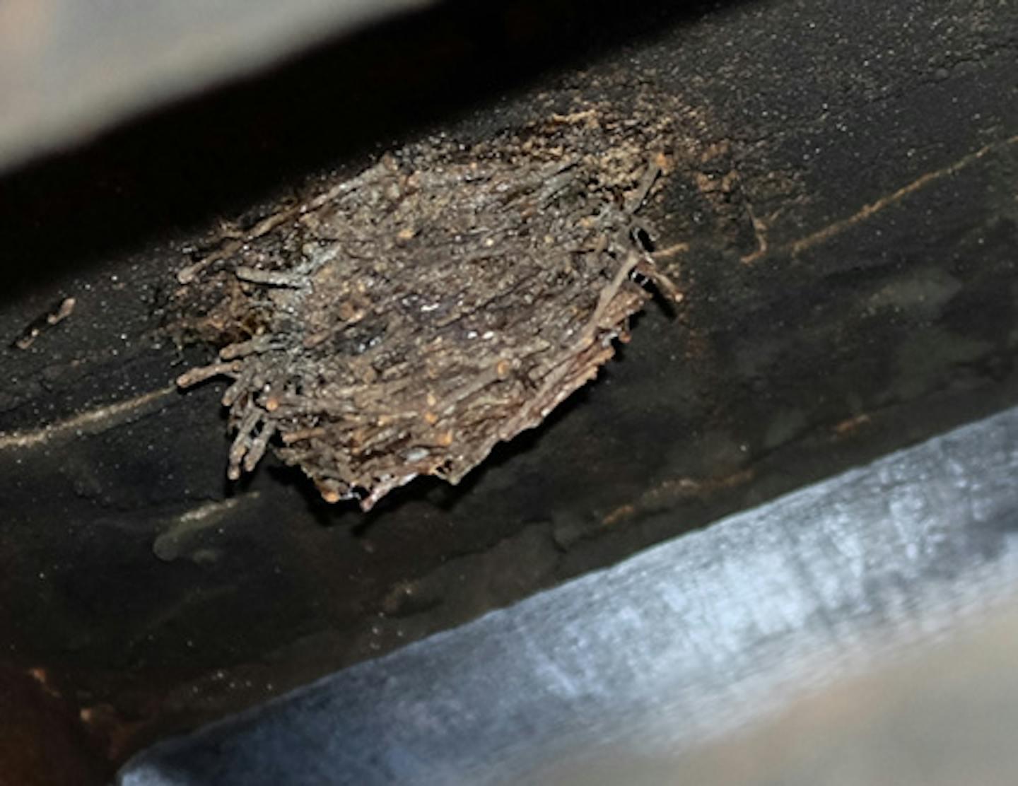 Finding a Chimney Swift nest