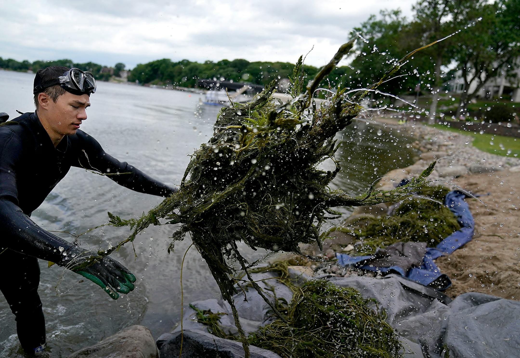 Can you forage and eat weeds from Minnesota lakes?