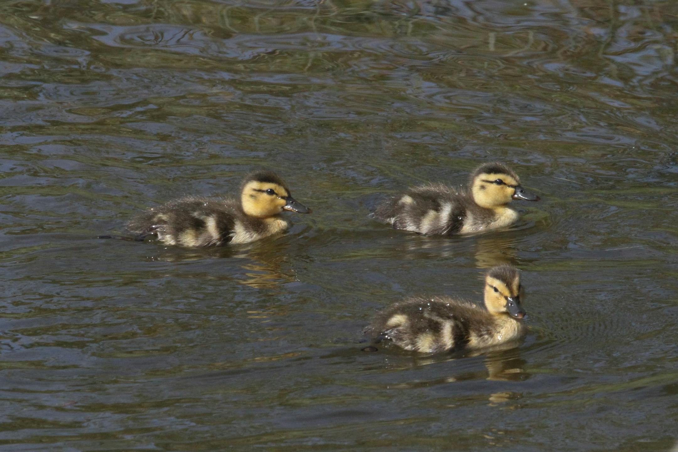 Hearing ‘blue canaries’ sing and watching goslings and ducks grow up