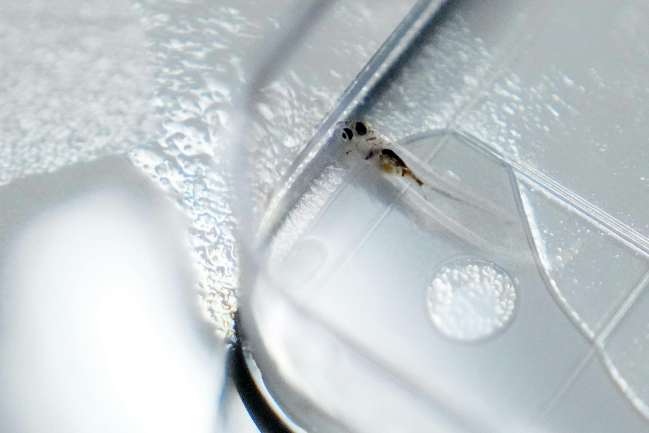 Minnesota’s walleye population is more genetically diverse than many ...
