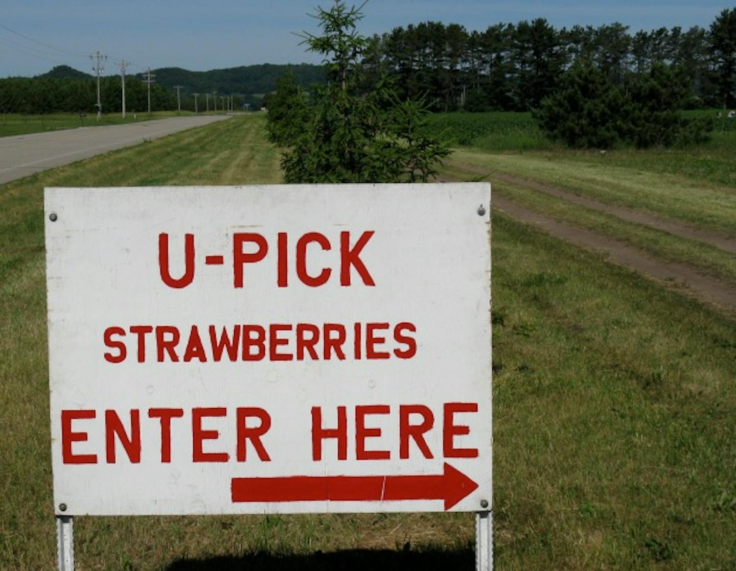 Strawberry U-pick farms