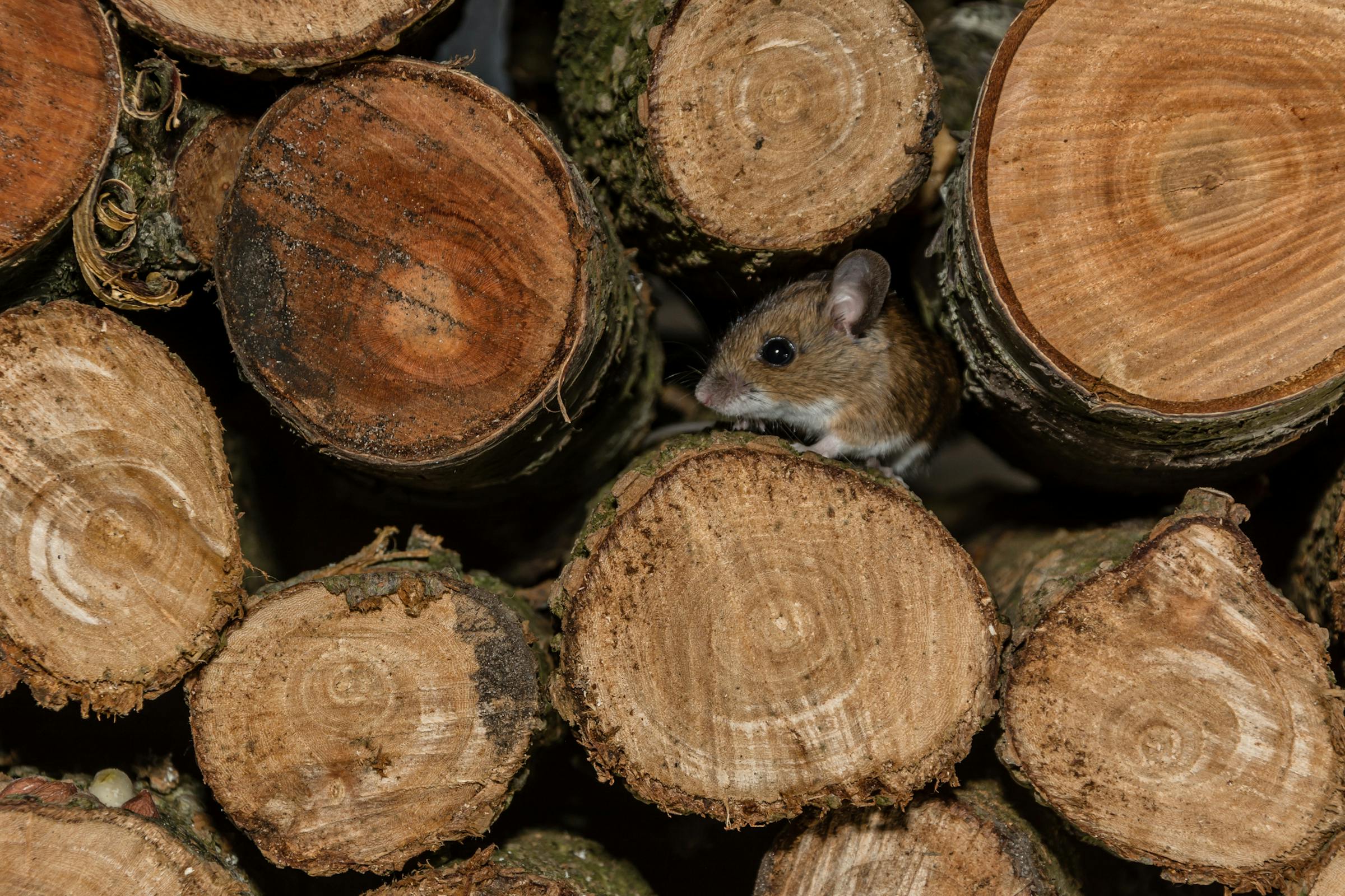 Residents in Wisconsin and Minnesota report surge in mouse sightings ...