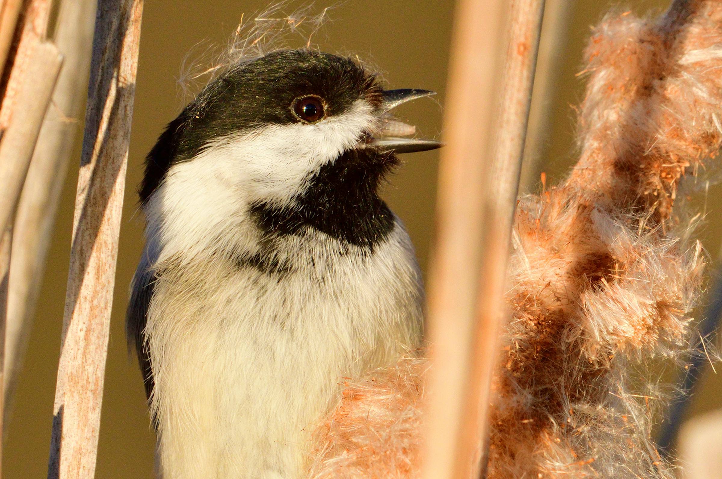 Photos help answer a question about chickadees and cattails