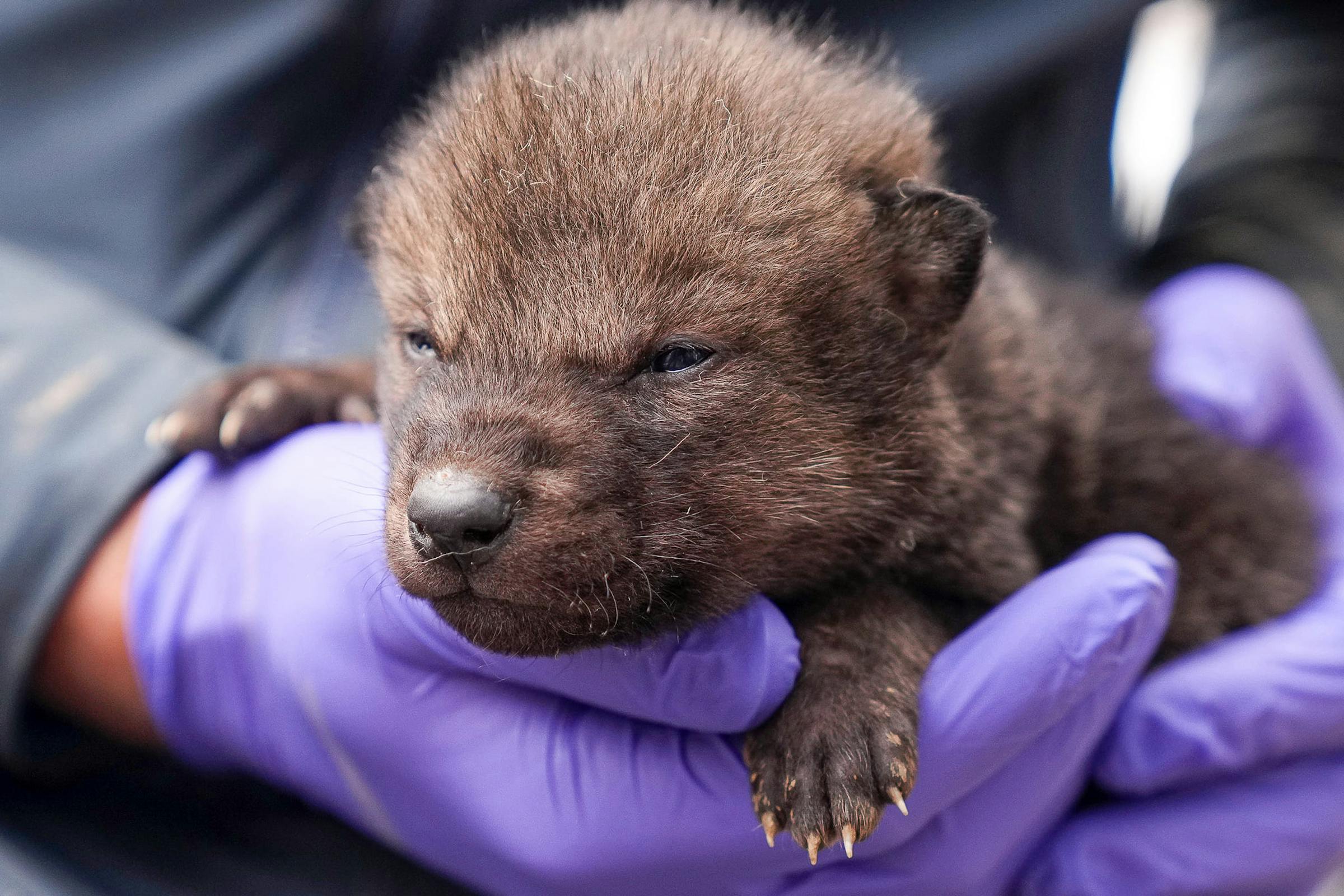 Minnesota briefs: First wolf pups of the season tagged by Voyageurs ...