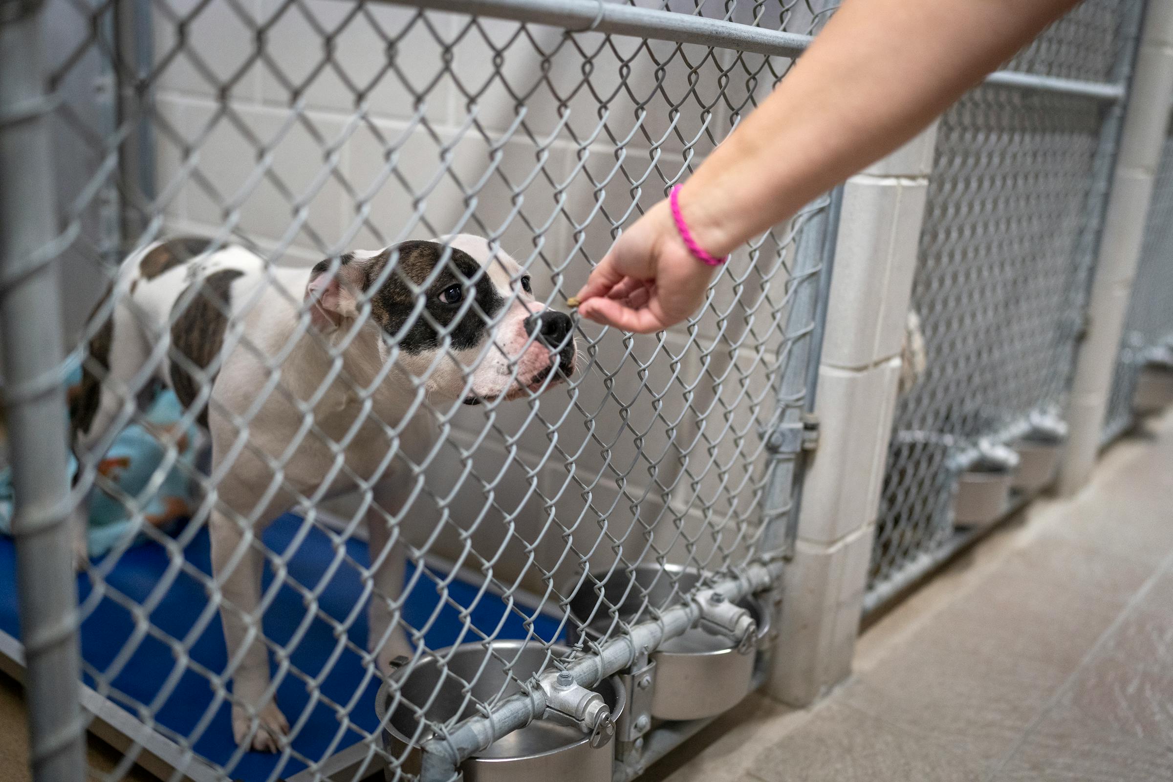 Brooklyn Park looks to regulate backyard dog breeding