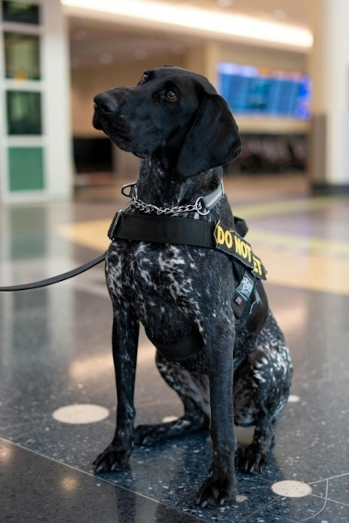 Vote: Minnesota dog in the running for cutest TSA pup