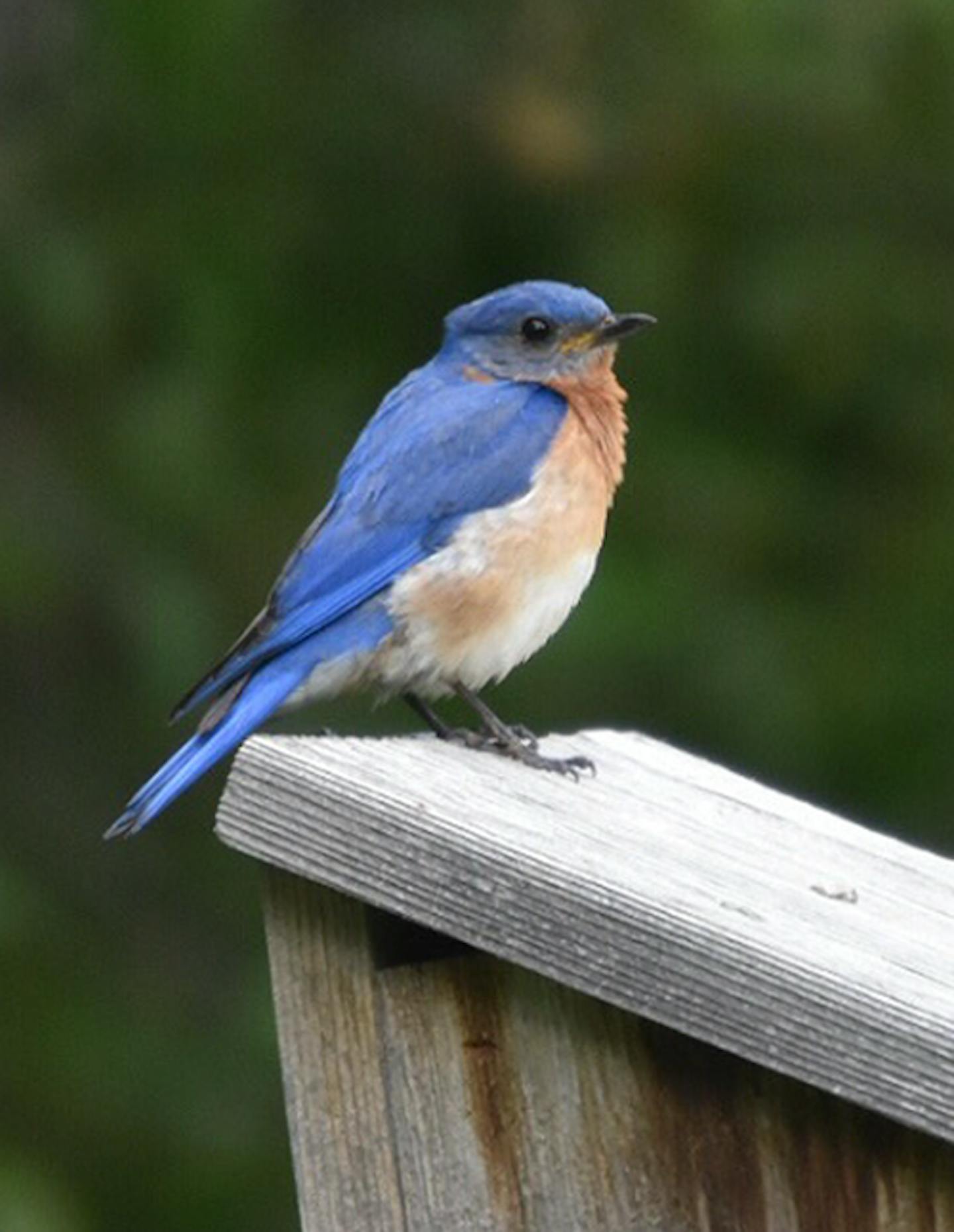 This is yard-bird envy
