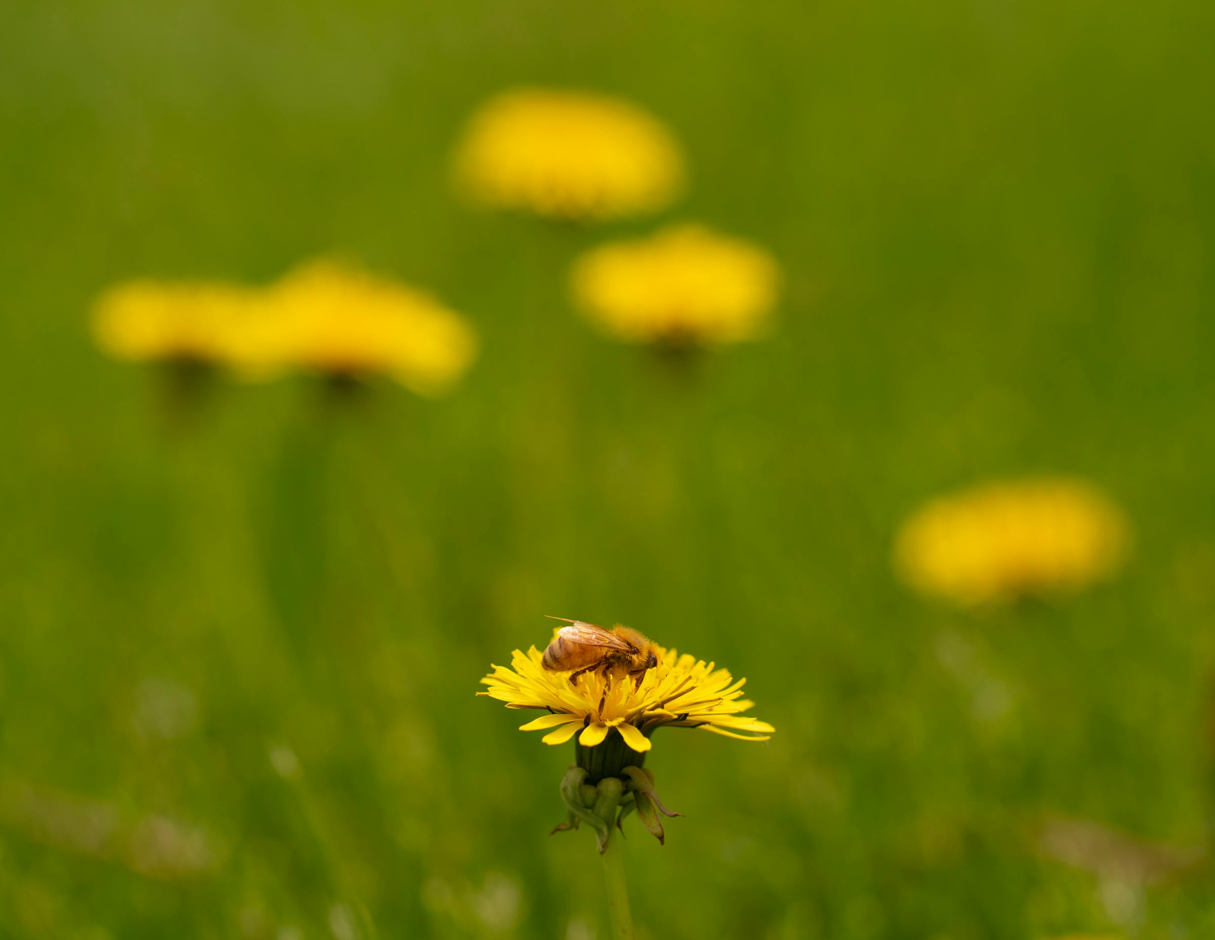 My name is Jim, and I'm a lawn neglecter