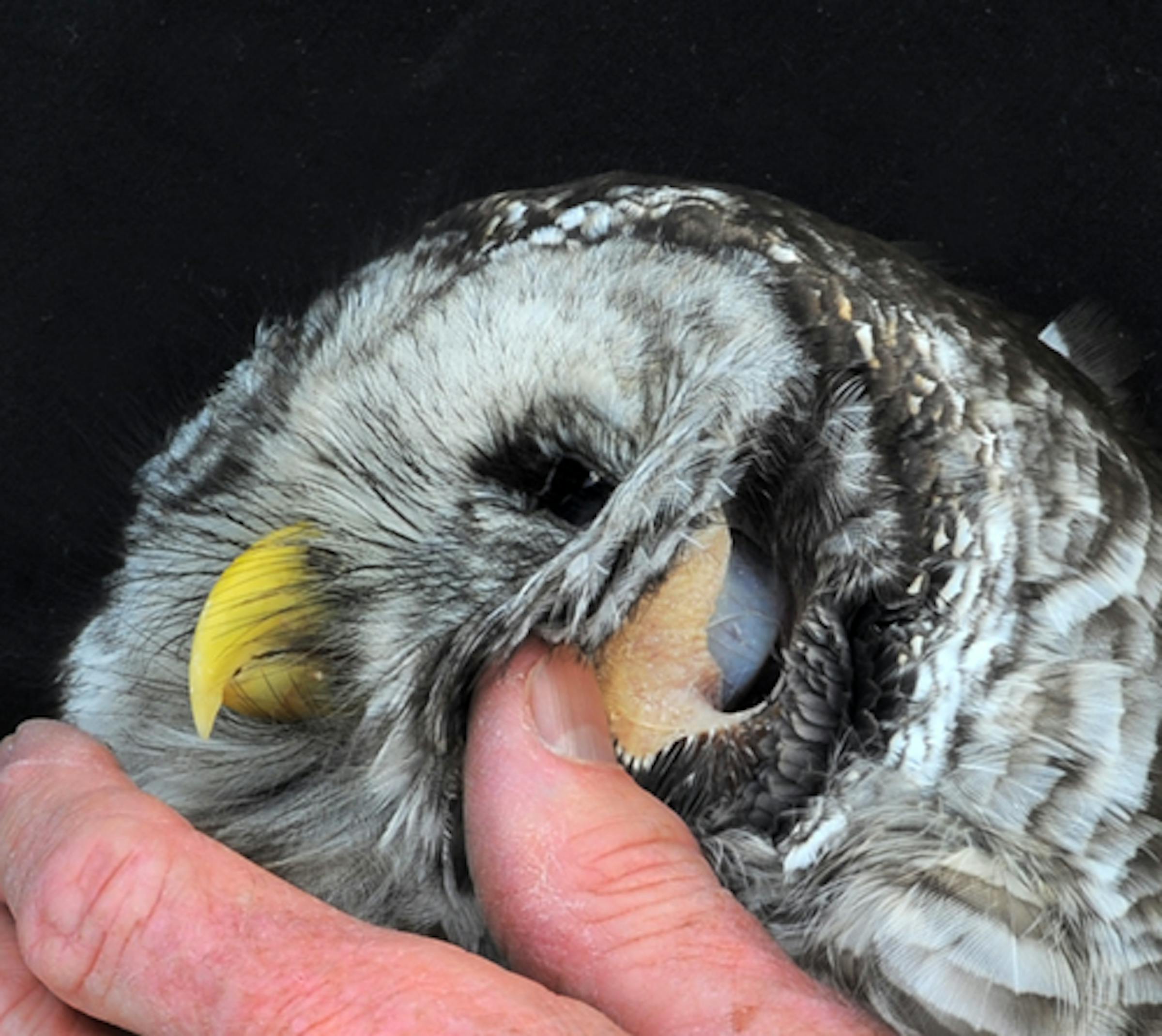 First look at the ear of an owl