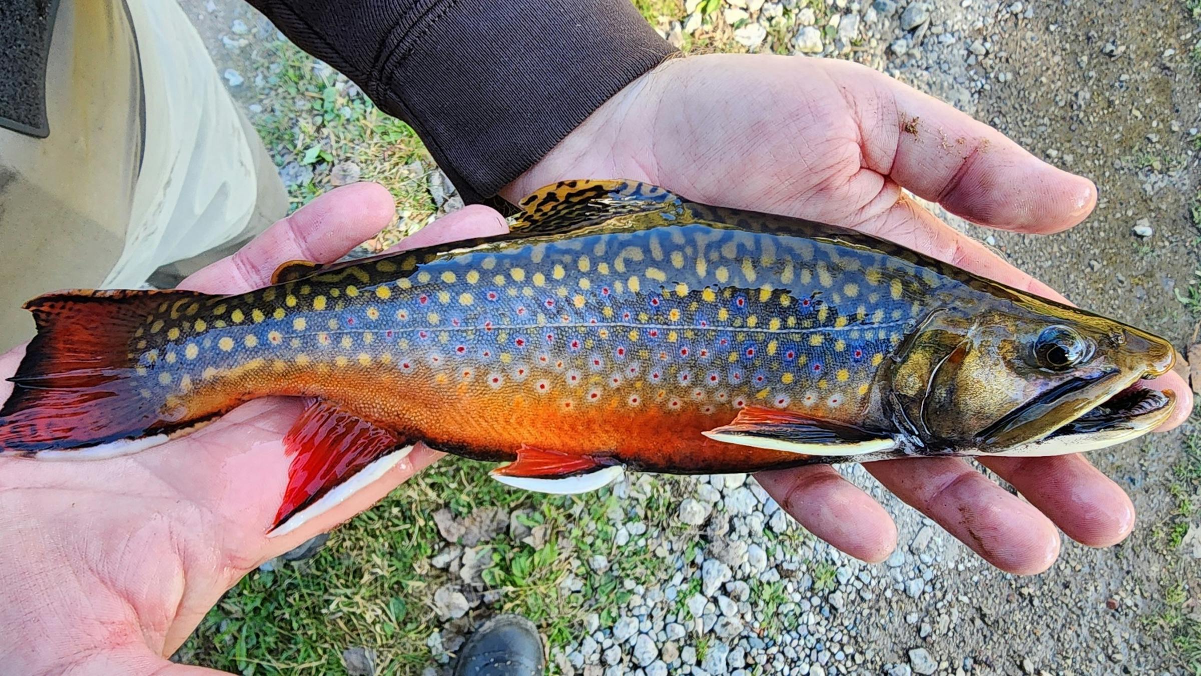 This Minnesota brook trout turns fall colors