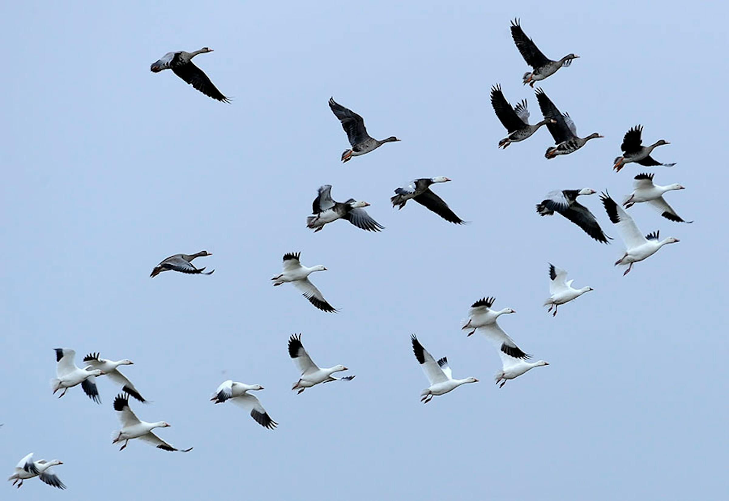 Twin Cities named one of the worst regions for migrating birds and ...