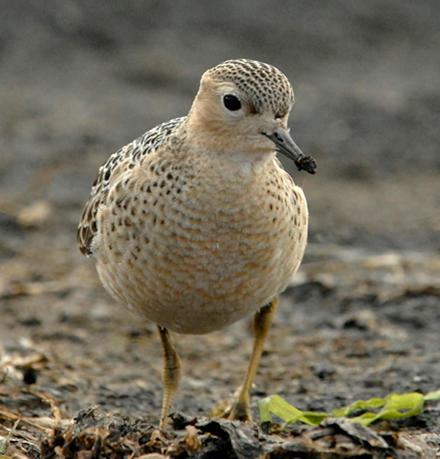 Shorebird identification