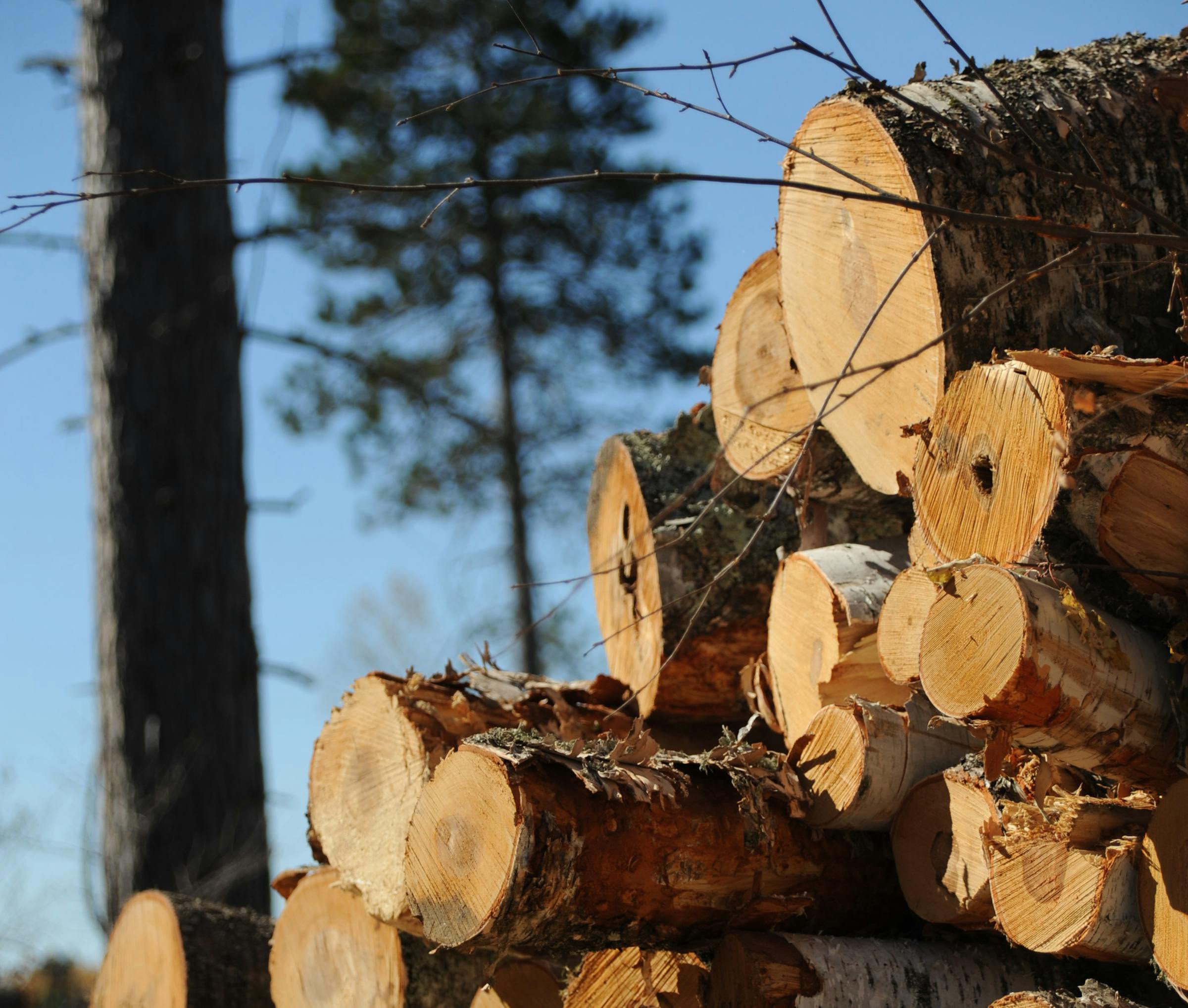Federal officials revise grant conditions to ensure DNR logging on ...