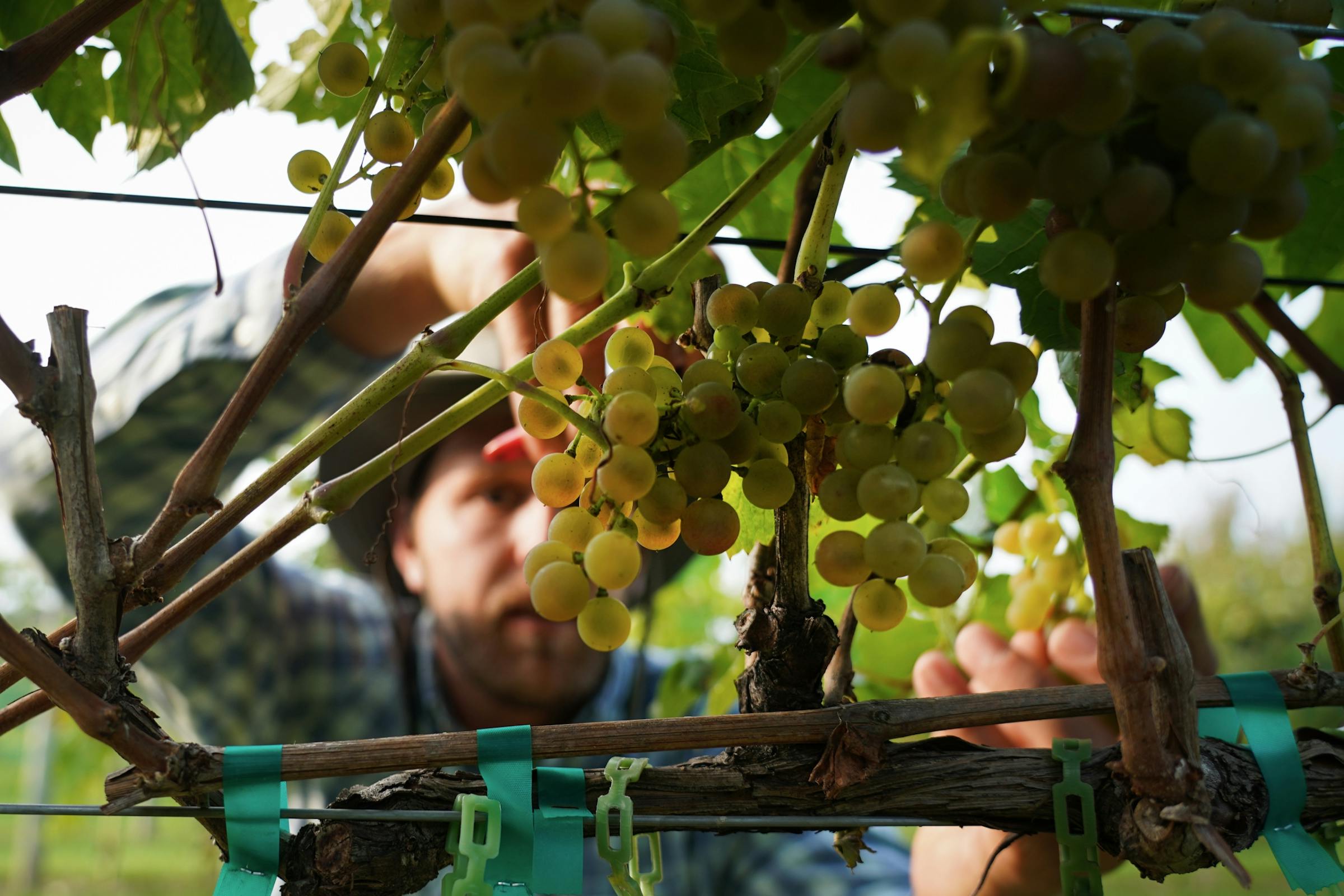 University of Minnesota's Itasca grape could put state wines on the map