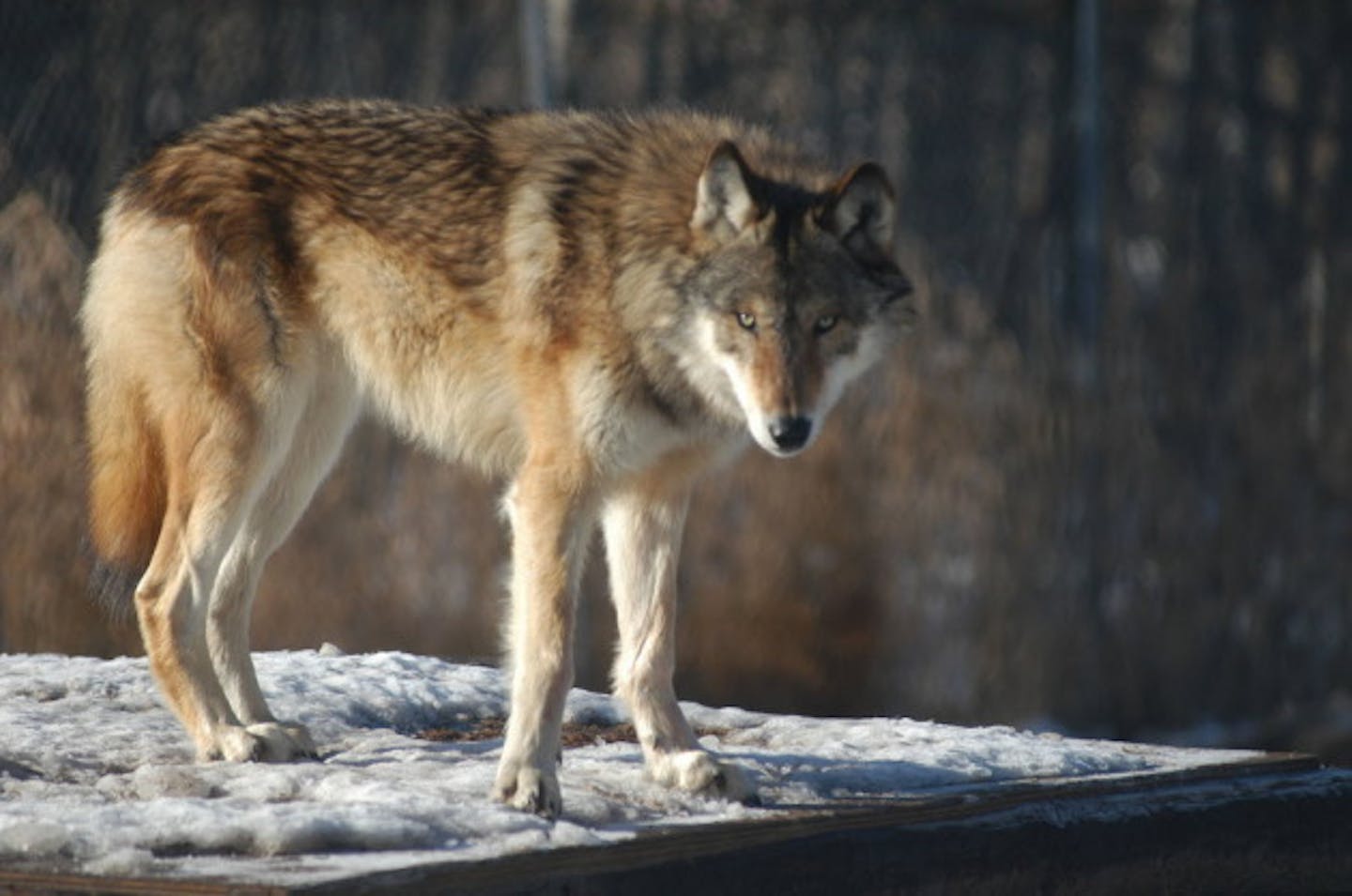 Minnesota wolf population stable for third year