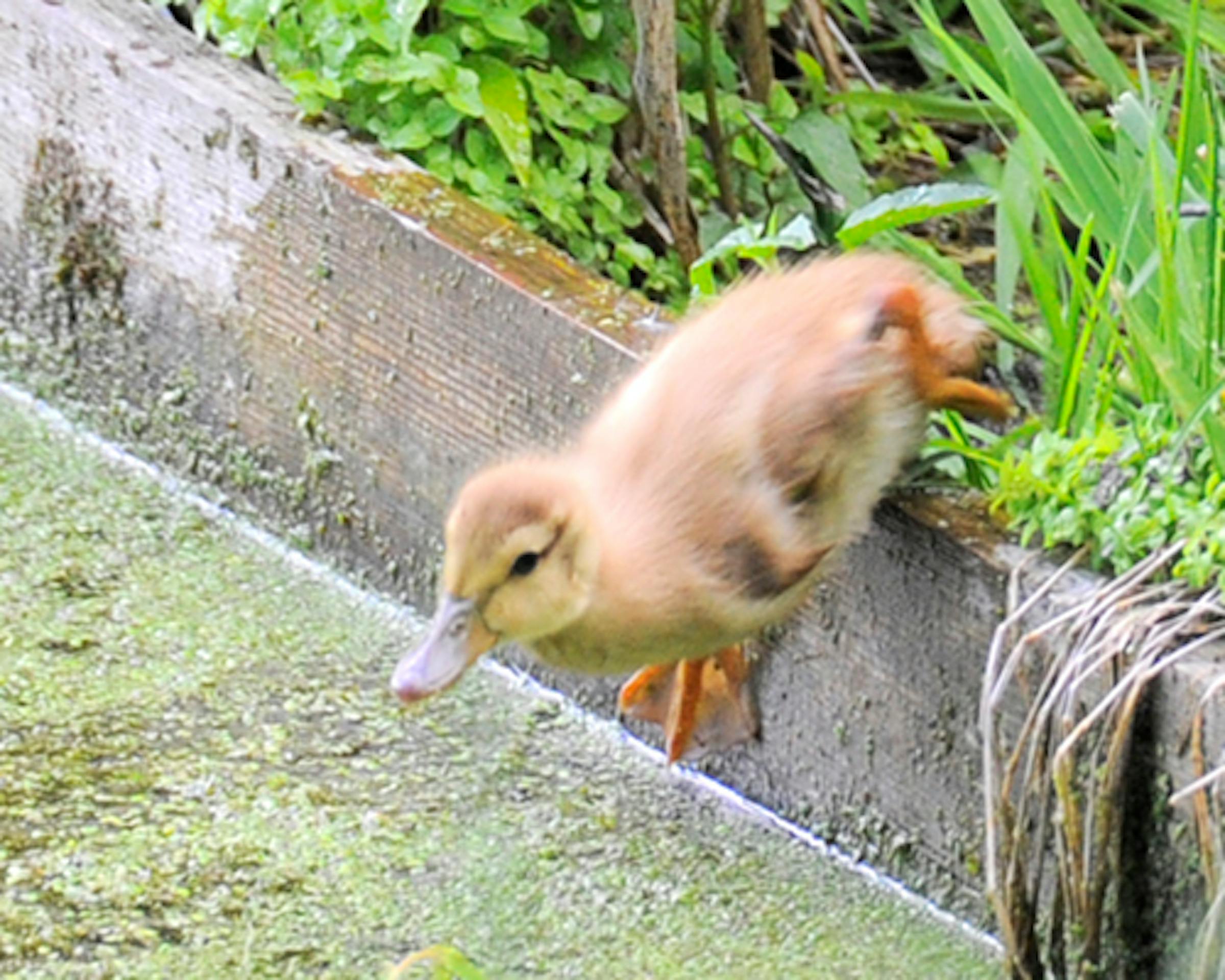 A 'blonde' Mallard duckling, an unusual plumage