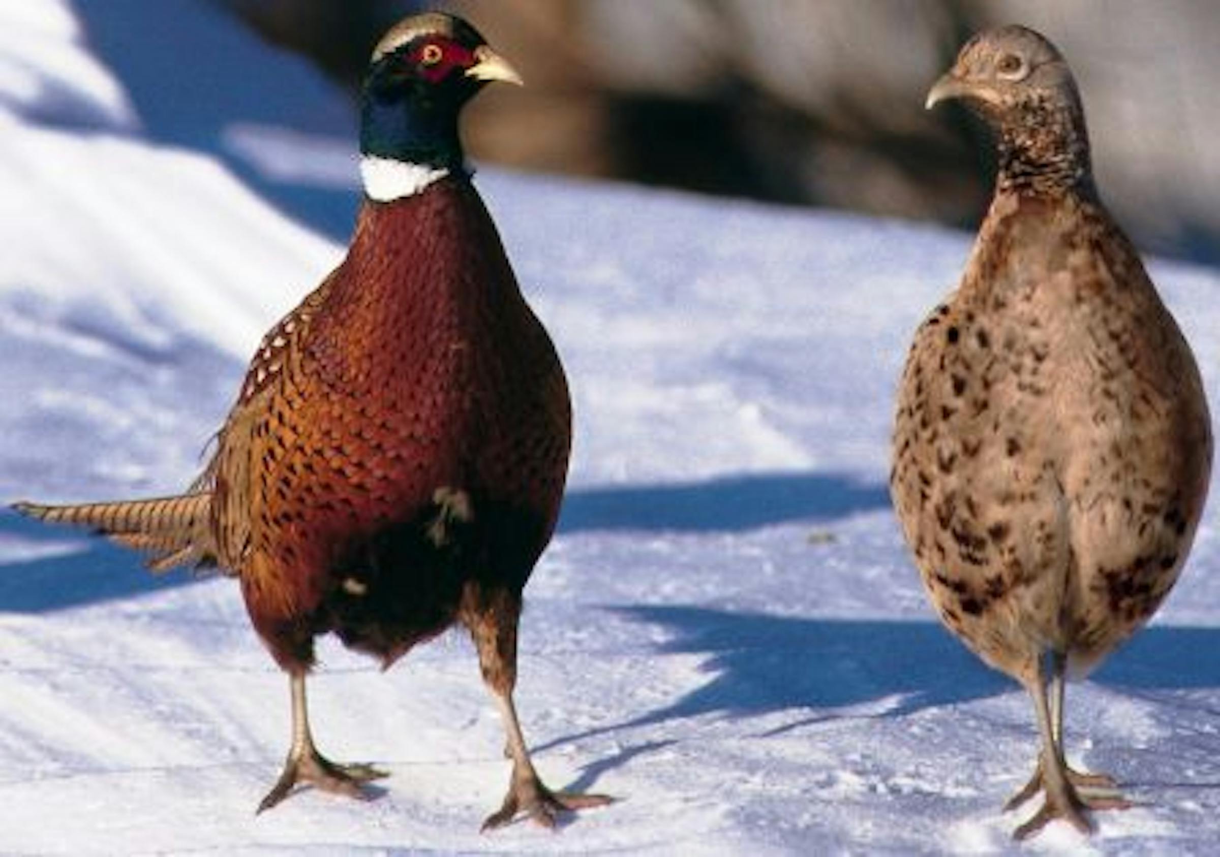 The Hen Pheasant's Rights Movement