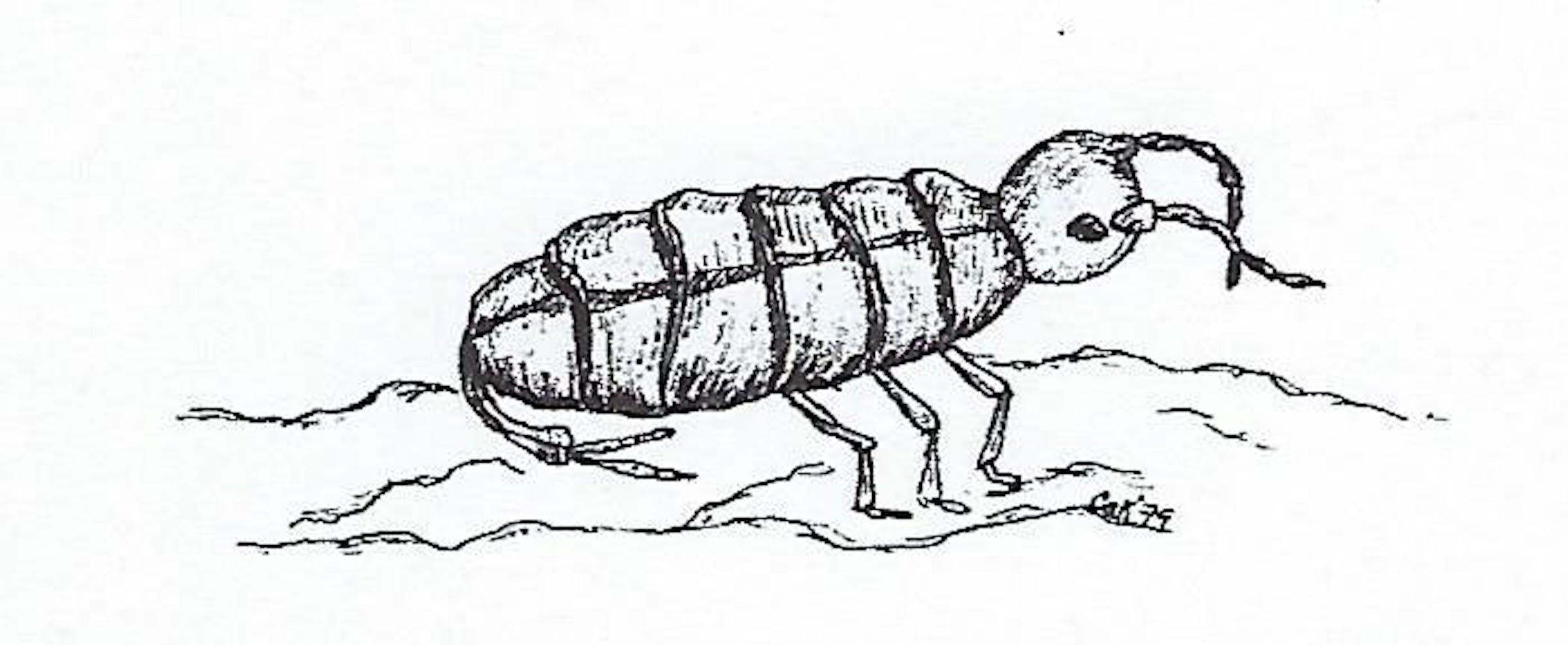 Black specks in the snow are known as springtails for a reason