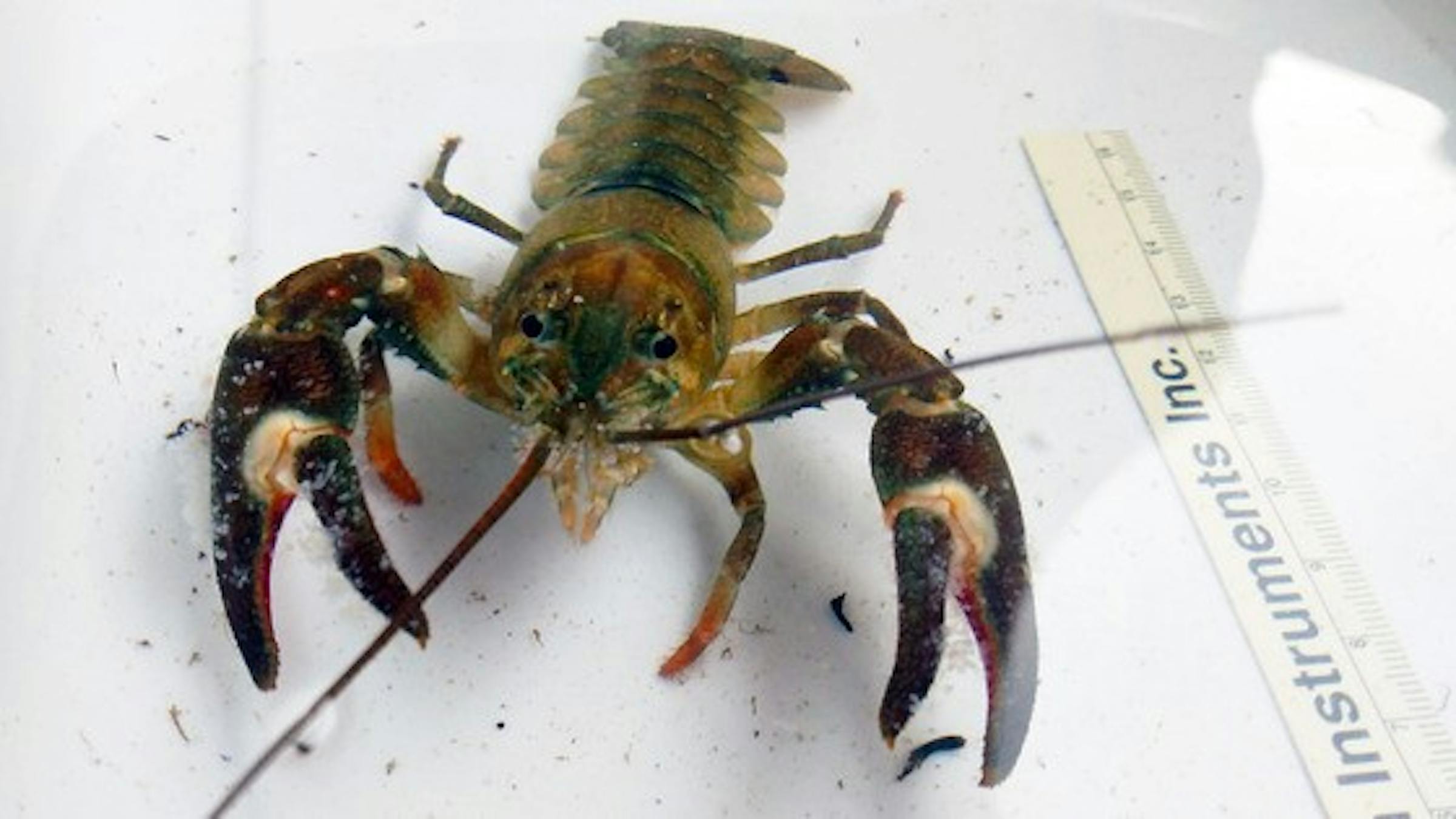 Minnesota DNR reports first discovery of non-native signal crayfish in ...