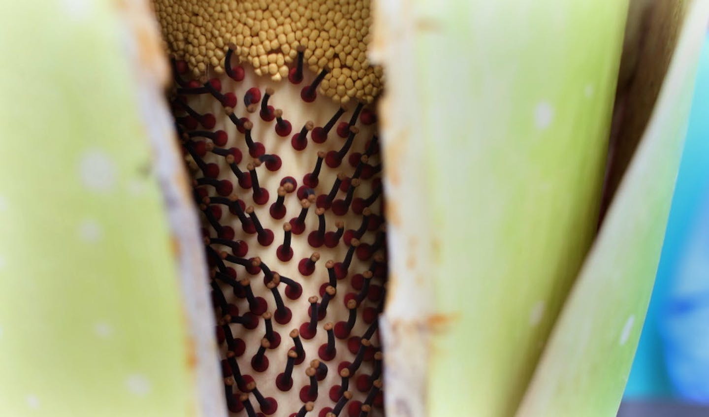U's giant, stinky corpse flower set to open any minute now