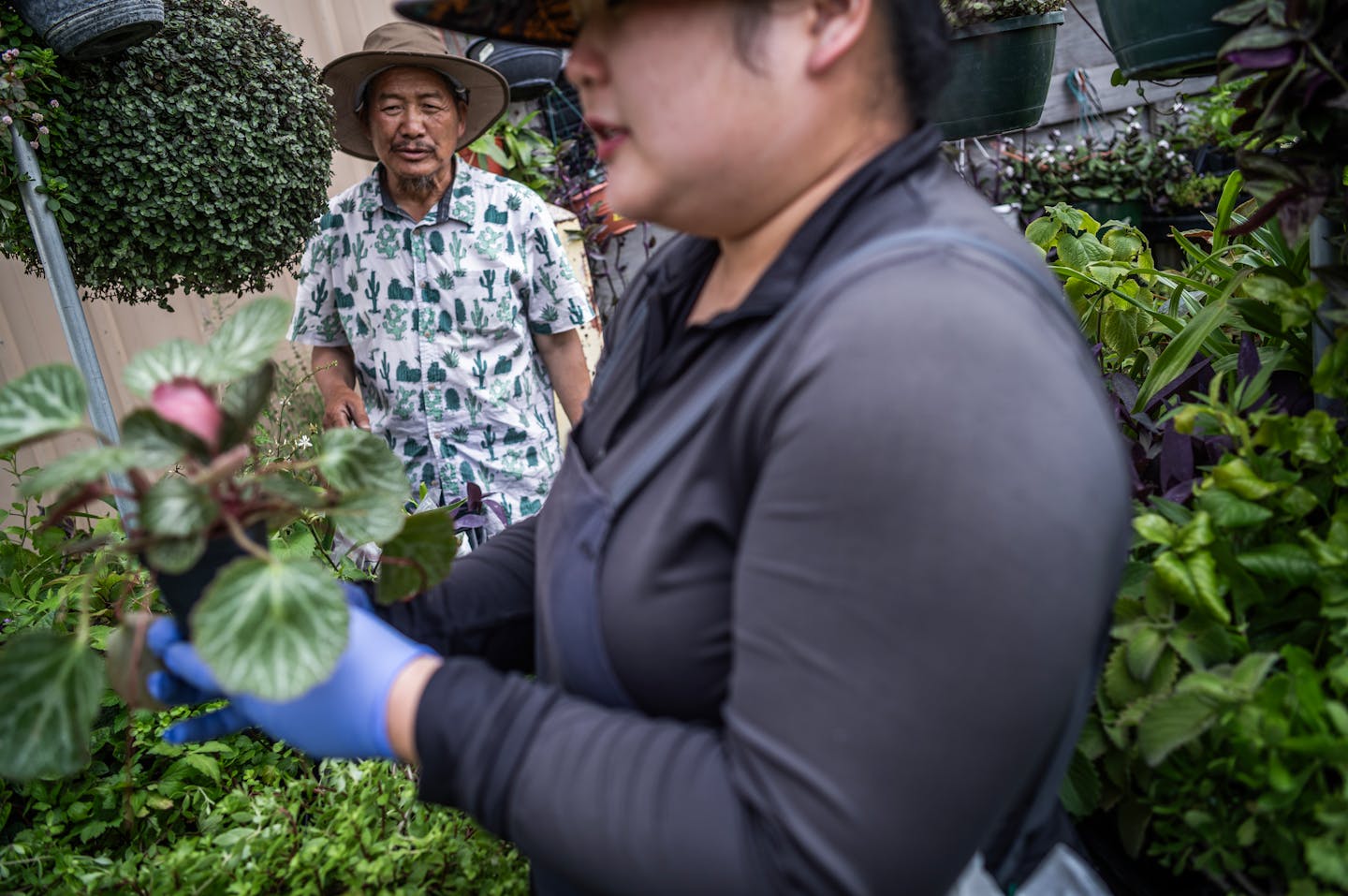 Minnesota medicinal plant business preserves Hmong history