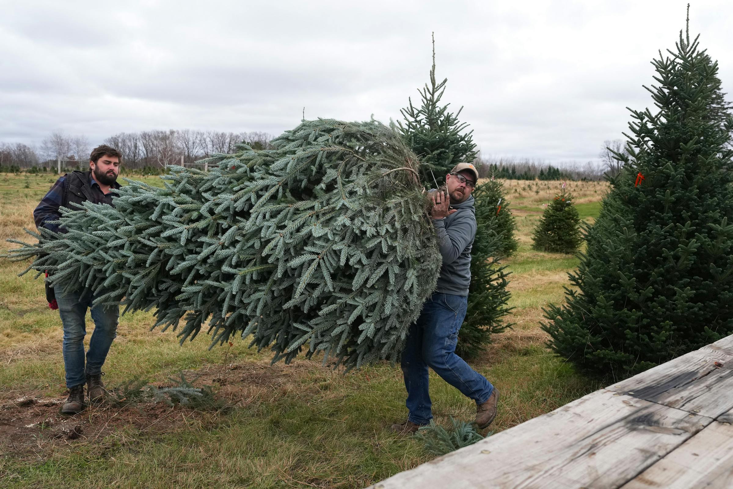 VP Kamala Harris' residence will display Minnesota-grown Christmas tree