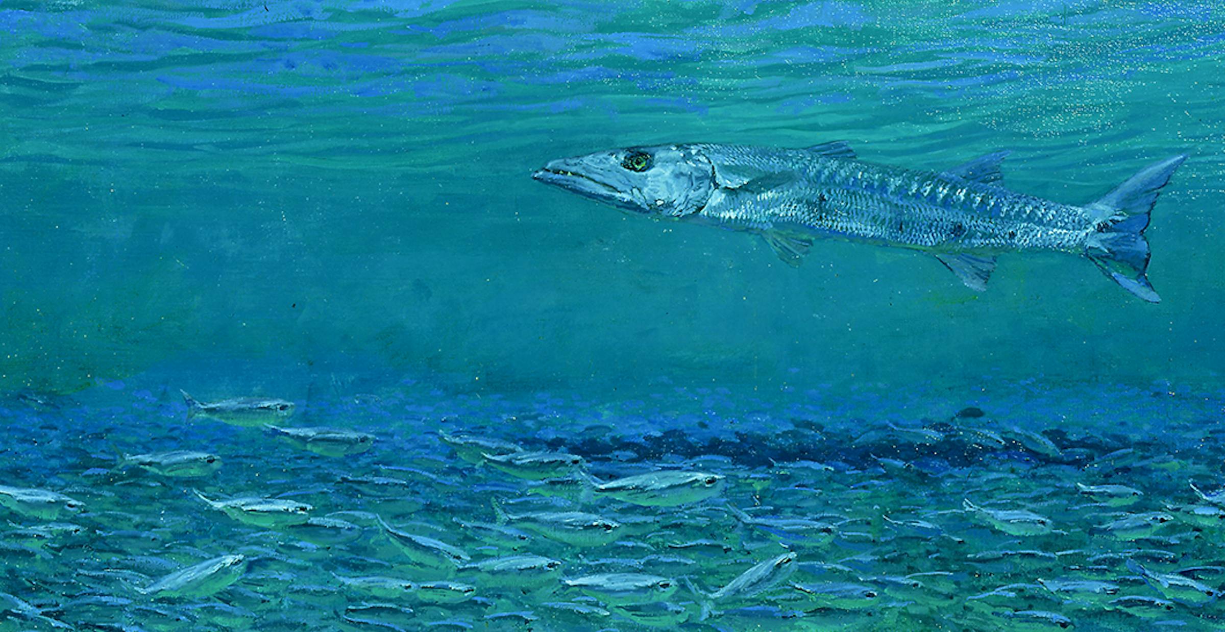 A view of the natural world: Game fish paintings at Bell Museum